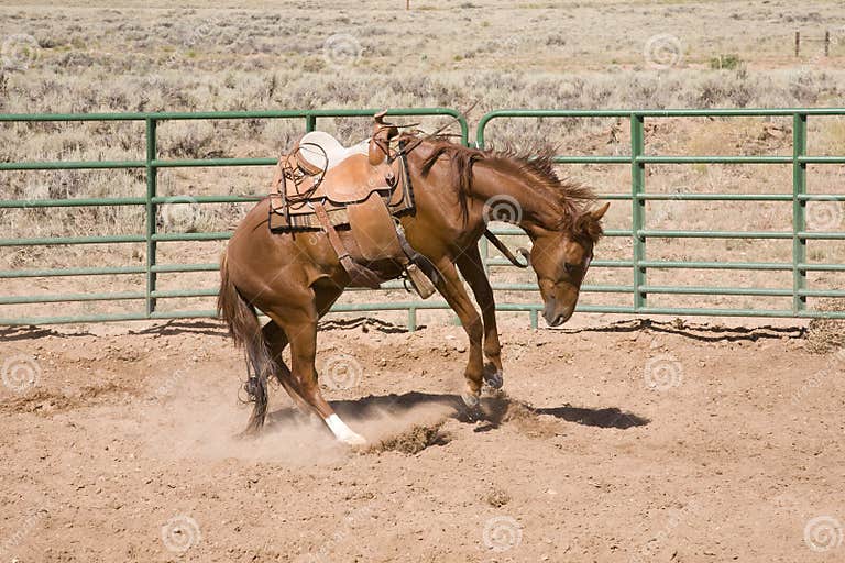 Bucking horse stock photo. Image of dust, kicking, bucking - 11039178