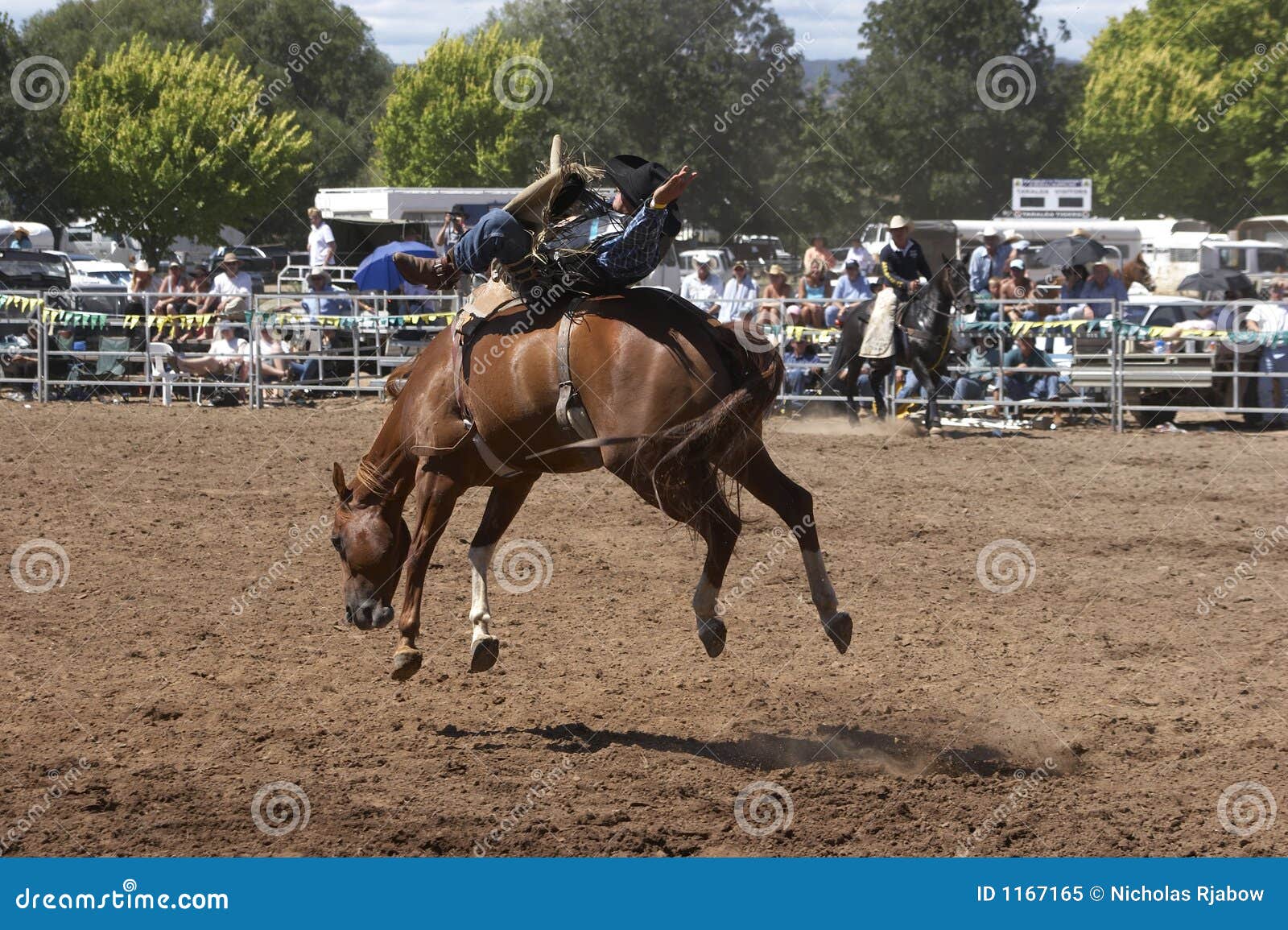 Bucking Horse stock image. Image of equine, mane, horse - 1167165