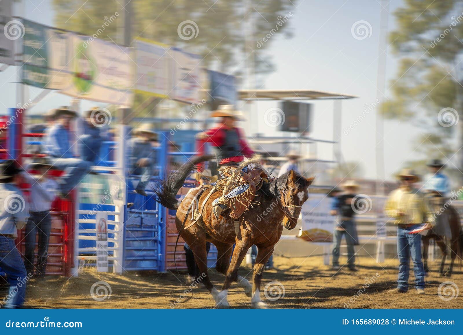 Bucking Saddle Bronc Riding Stock Photo - Image of brave, bronc: 165689028