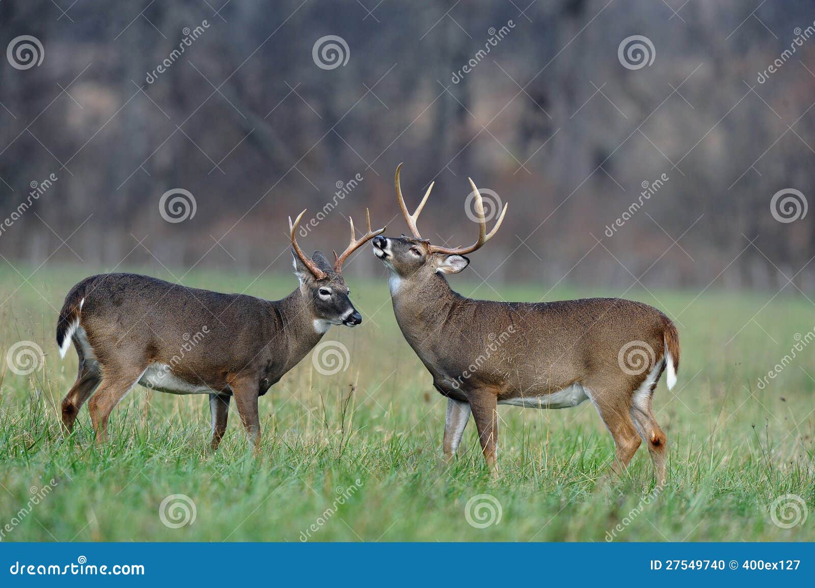 Bucks in field stock photo. Image of hunt, rural, hunting - 27549740