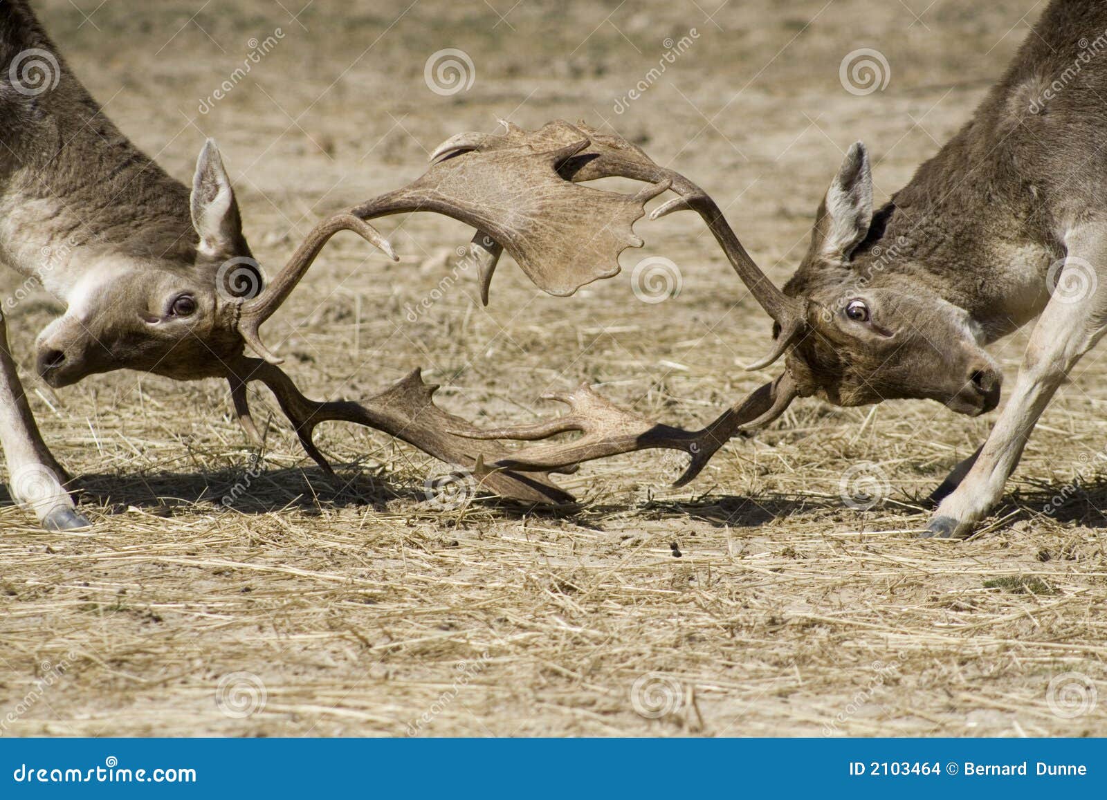 Bucks locking antlers stock photo. Image of wrestle, deer - 2103464