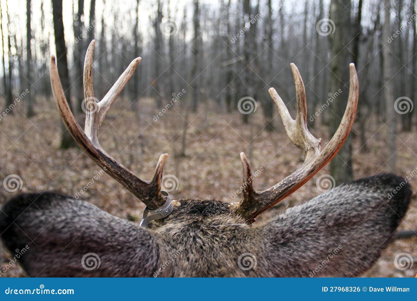 Bucks view stock photo. Image of whitetail, wild, forest - 27968326