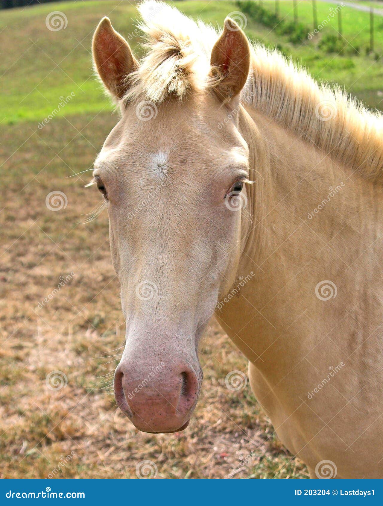 Buckskin Horse closeup stock photo. Image of tennesse, riding - 203204