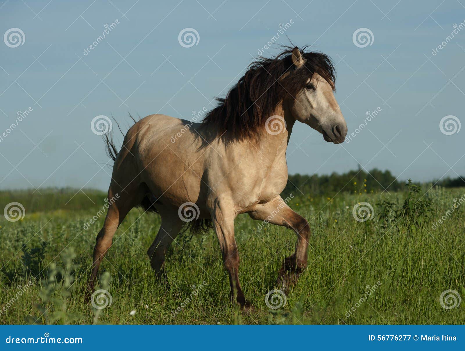 Buckskin wild stallion stock image. Image of mane, prairie - 56776277