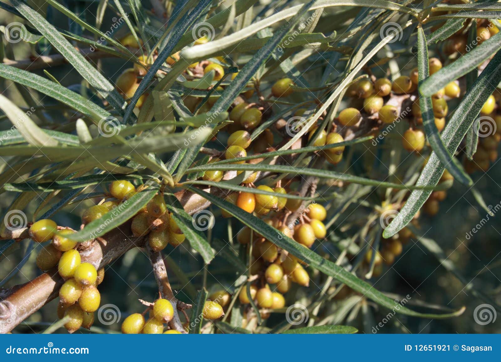 Buckthorn stock image. Image of plant, harvest, bacca - 12651921