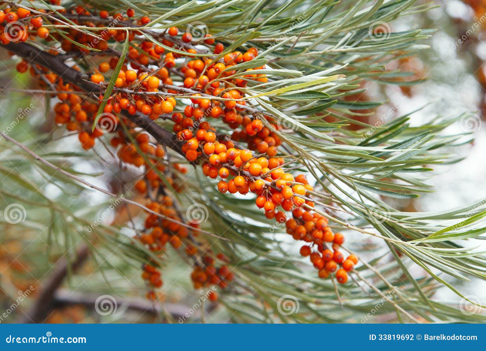 Buckthorn berries stock photo. Image of bush, medical - 33819692