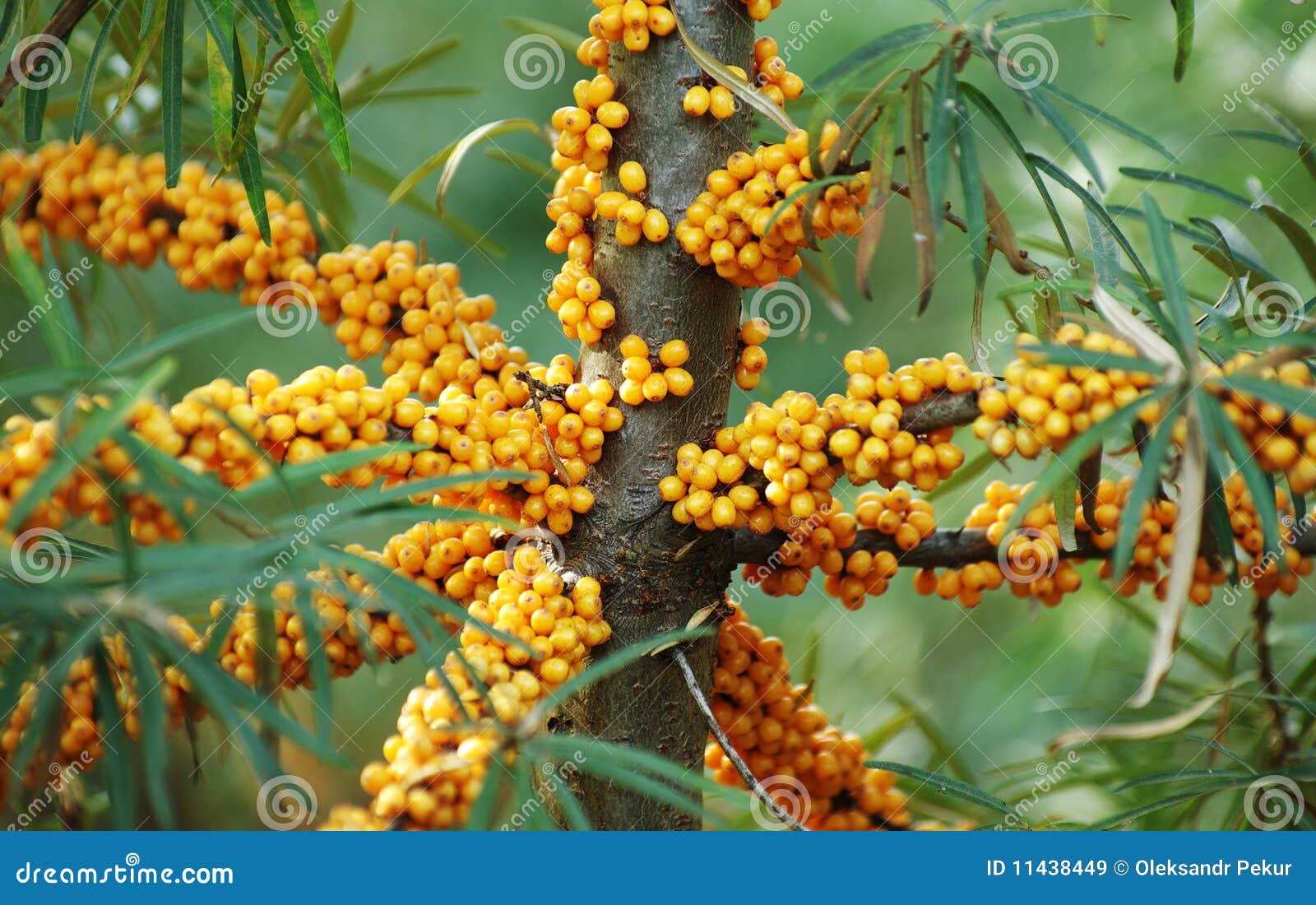 Buckthorn Berries on the Tree Stock Image - Image of rich, plant: 11438449