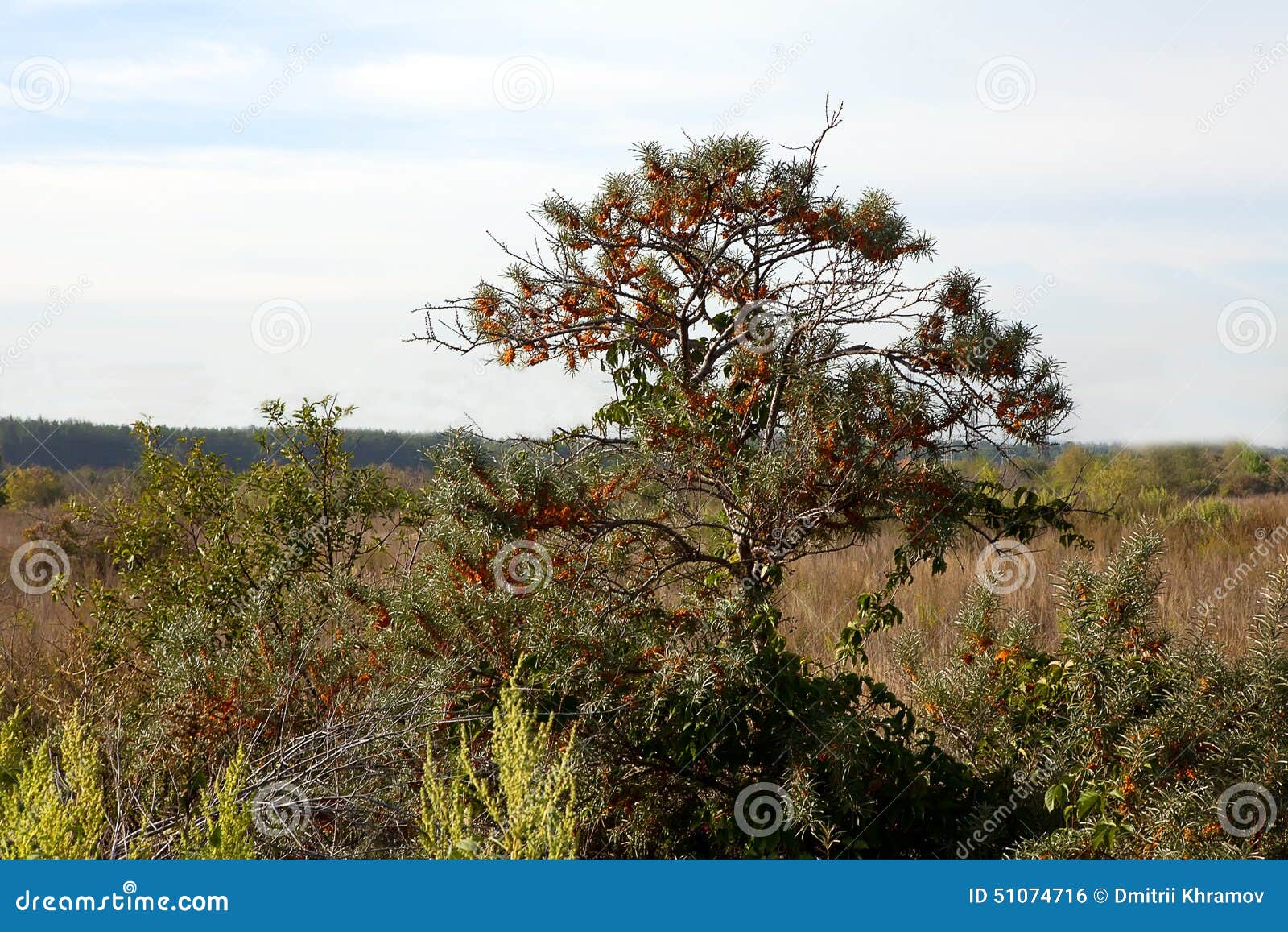 Buckthorn bush in a field stock photo. Image of garden - 51074716
