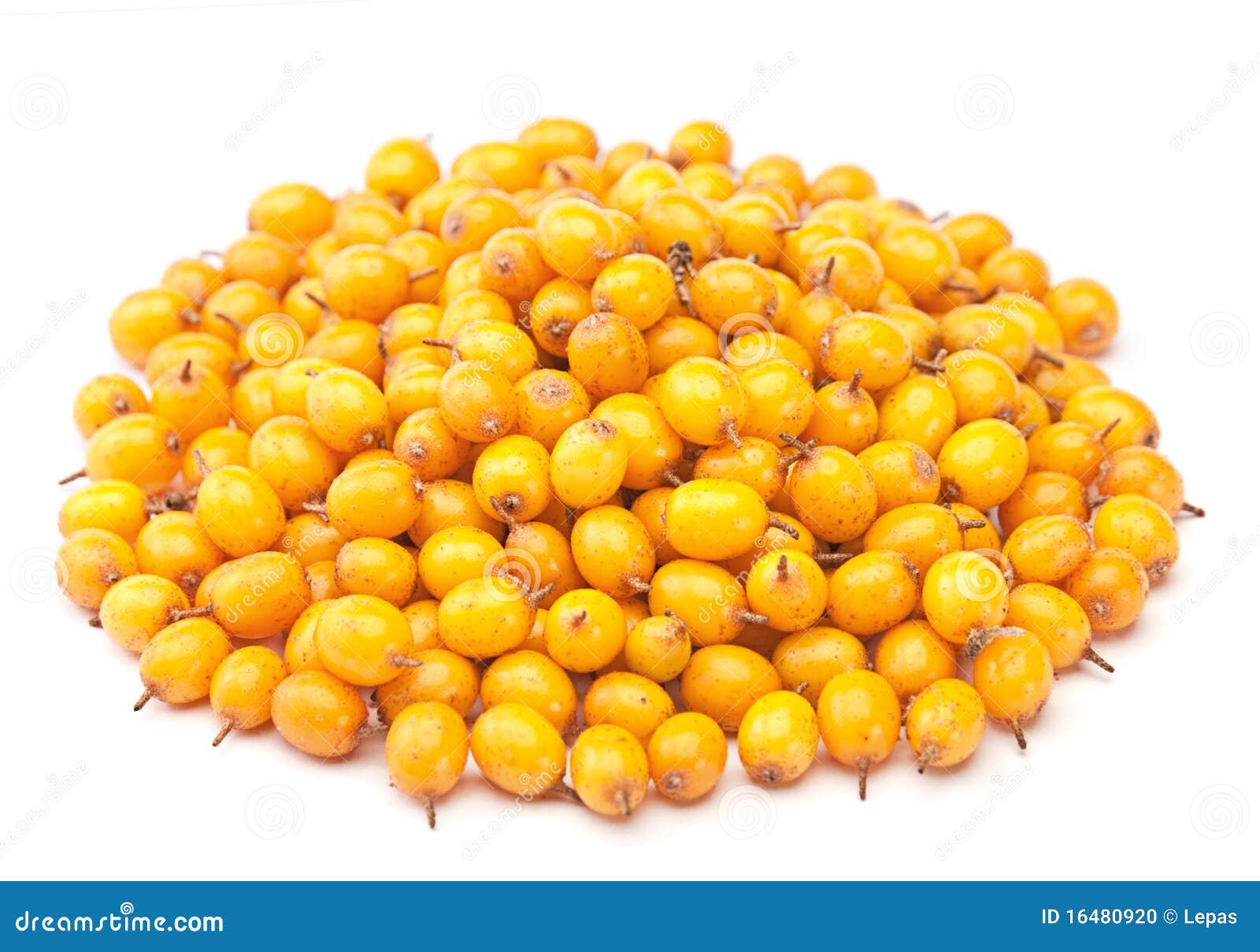 Buckthorn yellow berry stock photo. Image of closeup - 16480920