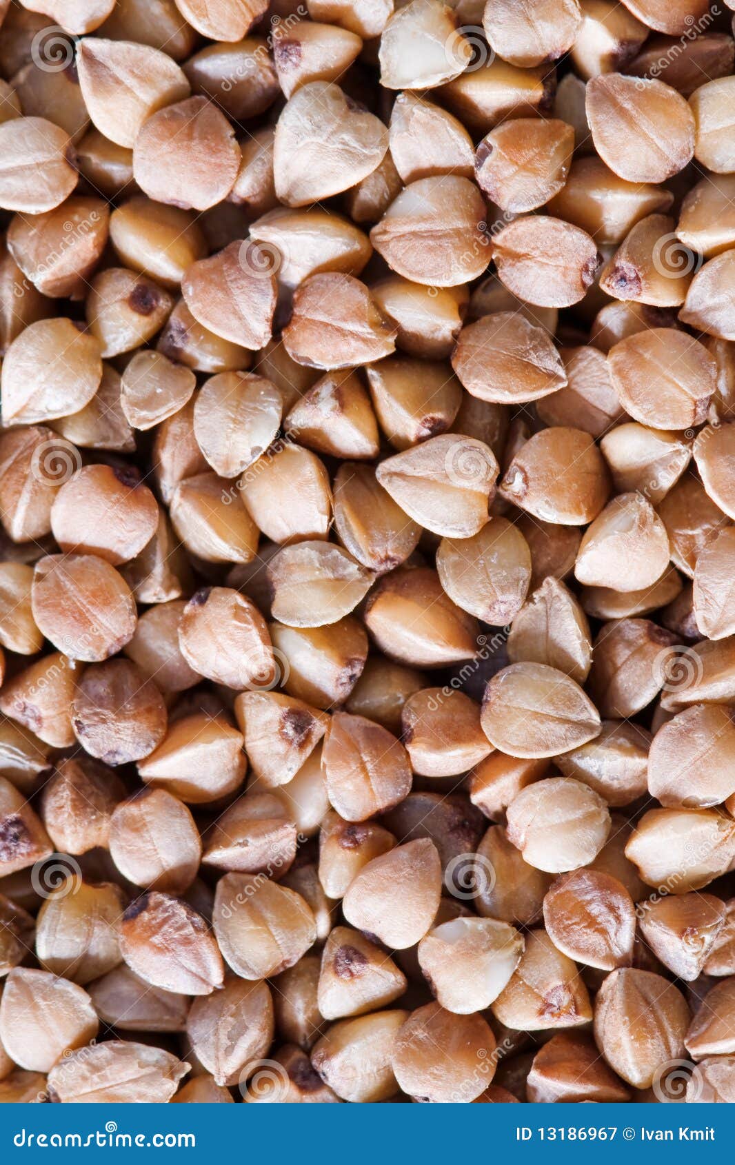 Buckwheat stock image. Image of rough, texture, corn - 13186967