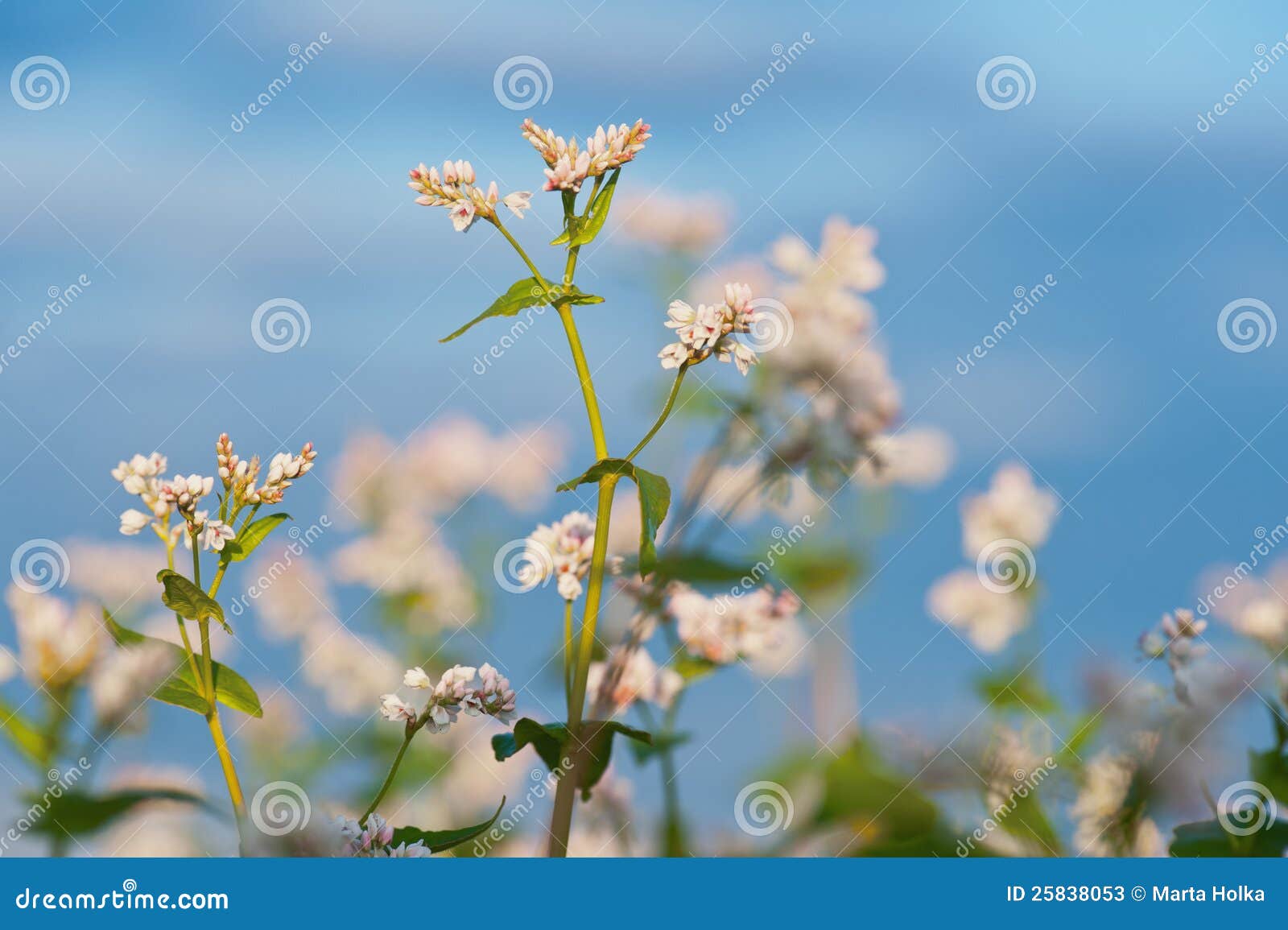 Buckwheat stock image. Image of agriculture, bloom, buckwheat - 25838053
