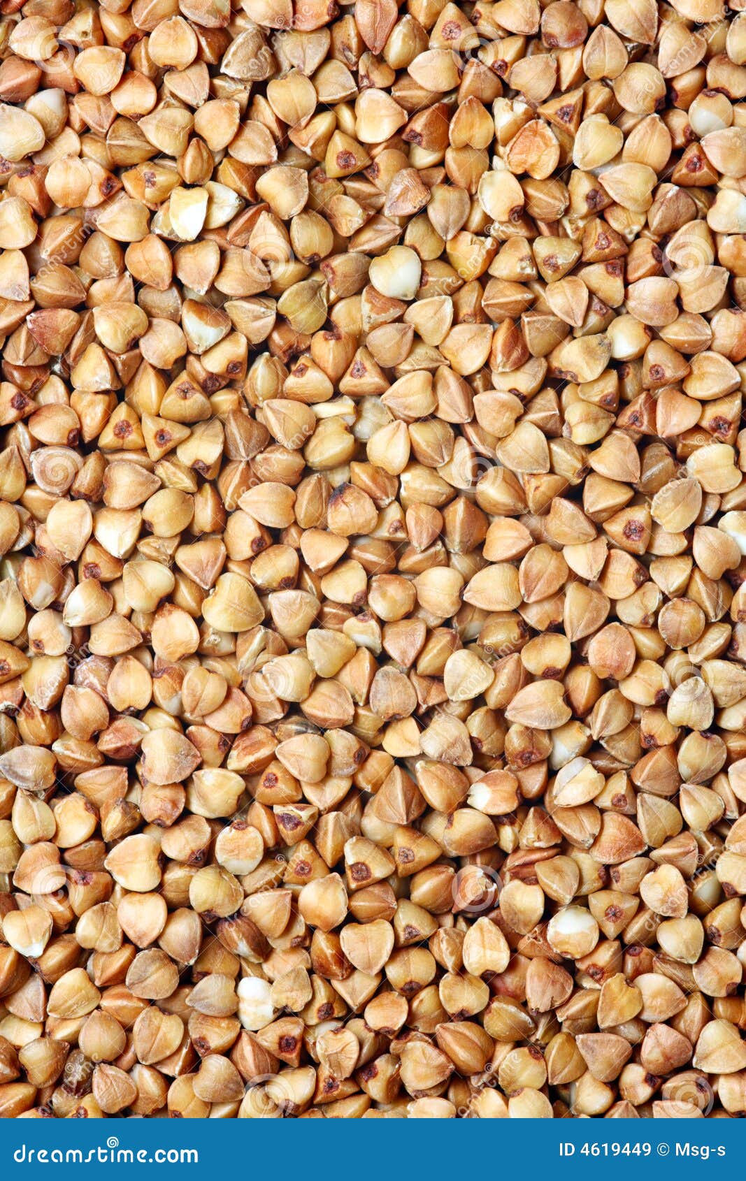 Buckwheat stock image. Image of agriculture, grains, seedplant - 4619449