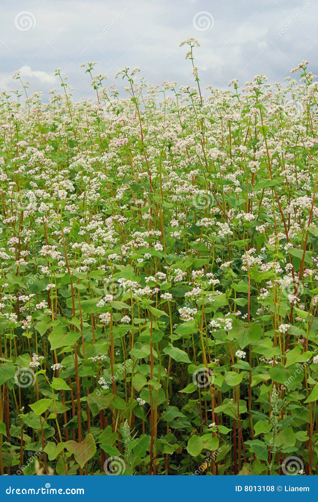 Buckwheat stock photo. Image of esculentum, soba, culture - 8013108