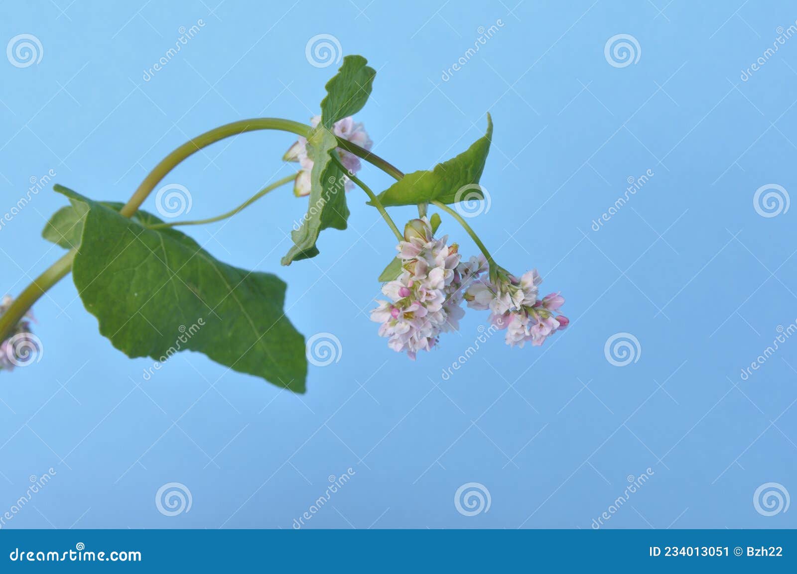 Buckwheat in Bloom on Blue Background Stock Image - Image of fallow ...