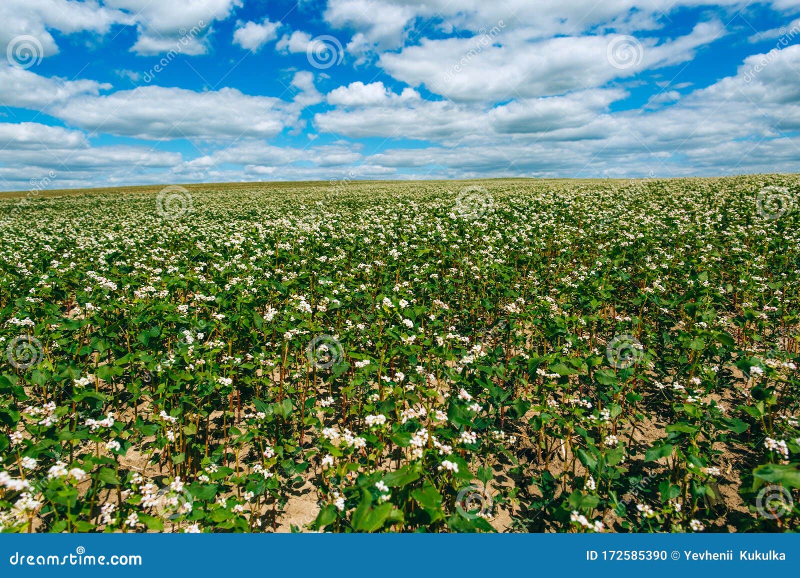 Buckwheat Bloom. Buckwheat Fields Stock Photo - Image of crop, dish ...