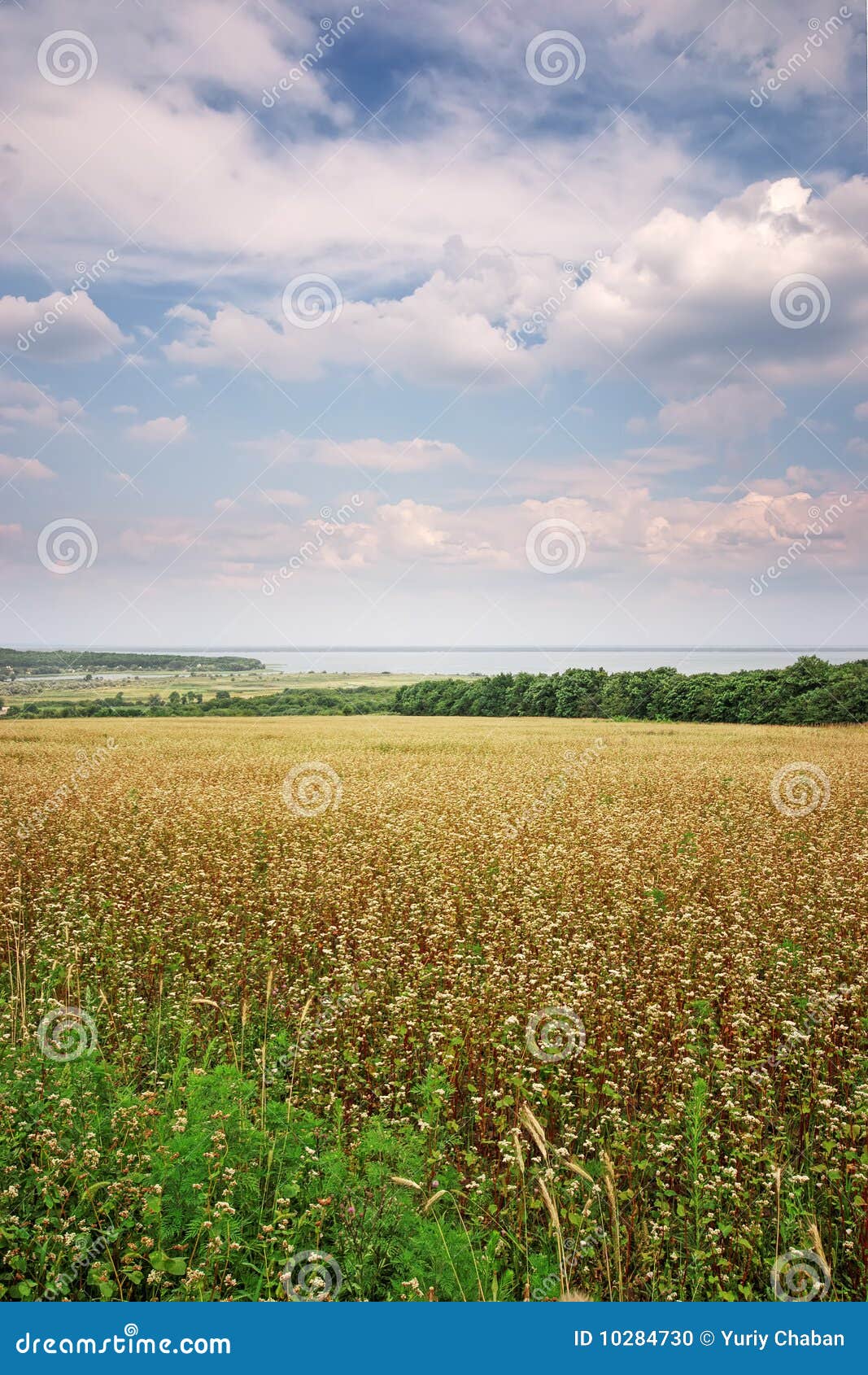 Buckwheat field stock photo. Image of head, grain, esculentum - 10284730