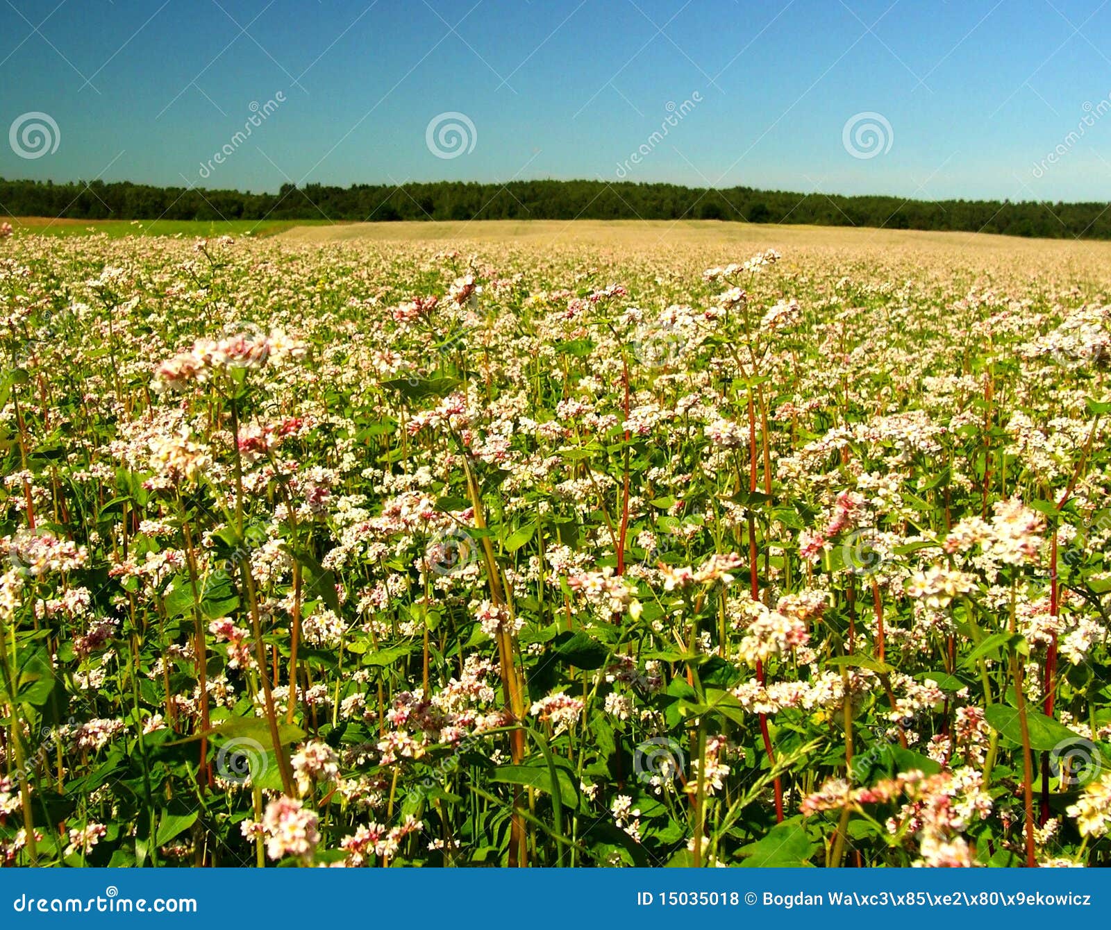 Buckwheat field stock photo. Image of flower, blossom - 15035018
