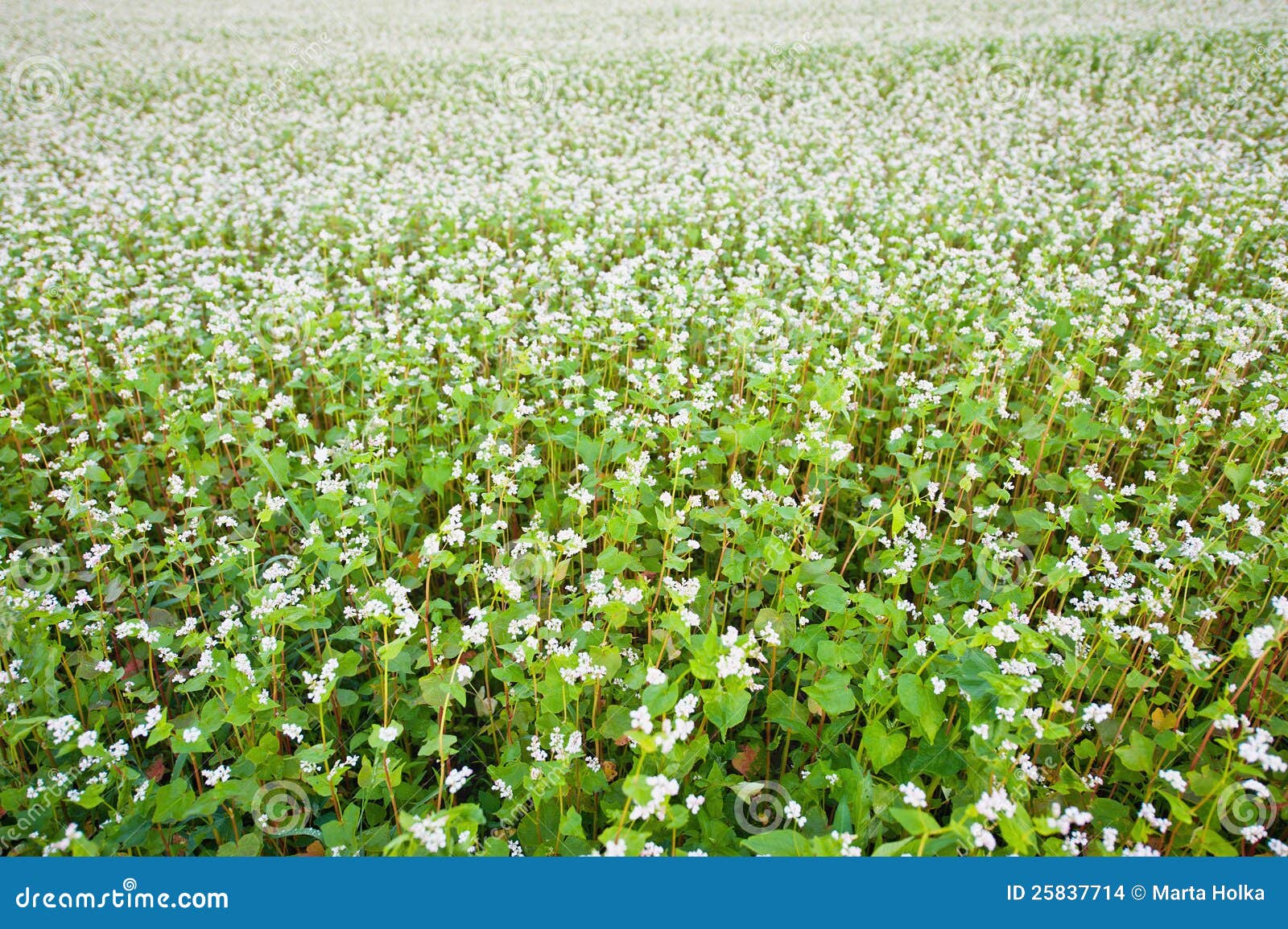 Buckwheat field stock photo. Image of meadow, stem, bloom - 25837714