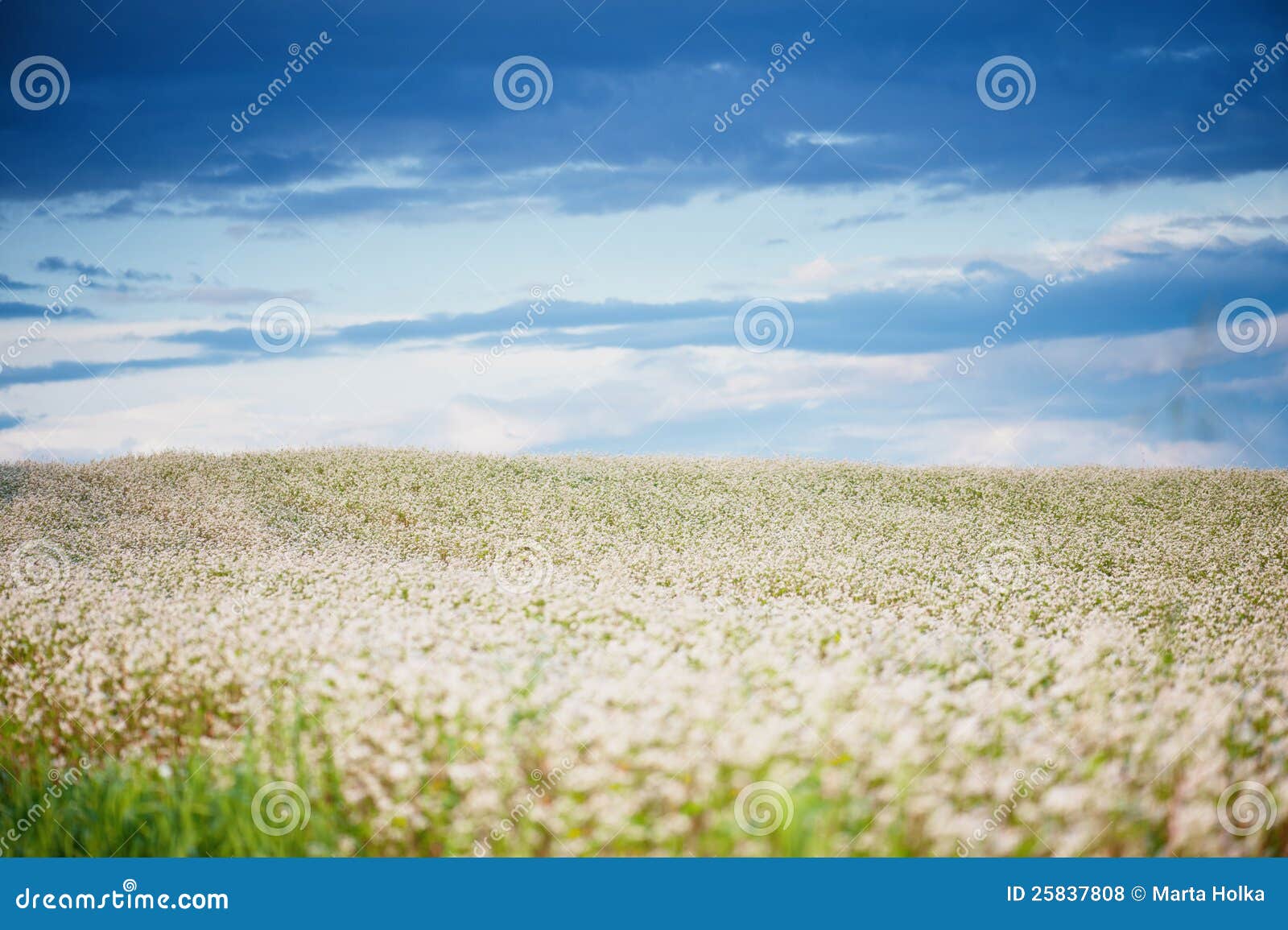 Buckwheat field stock photo. Image of healthy, horizon - 25837808