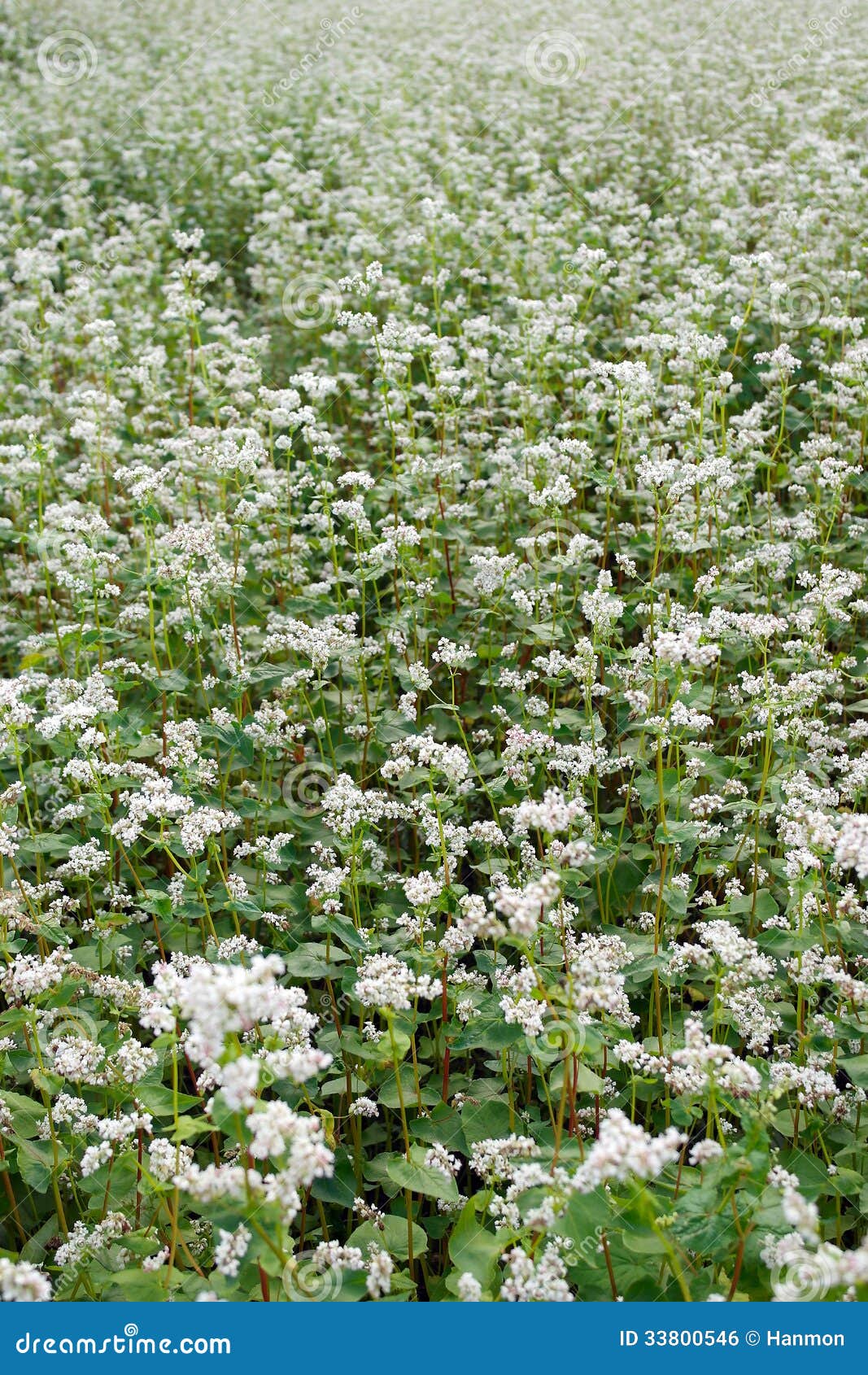 Buckwheat field stock photo. Image of agriculture, stem - 33800546