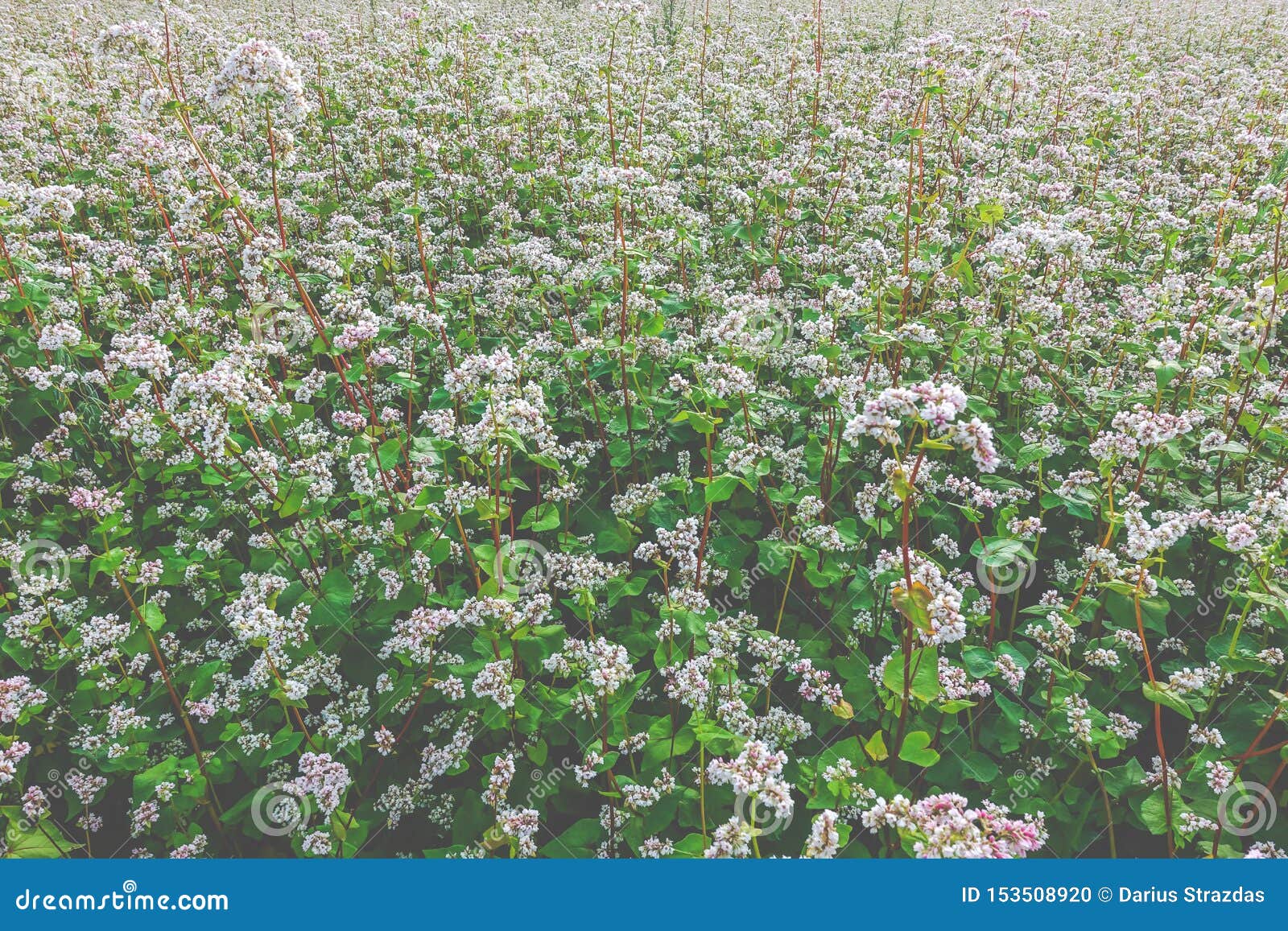 Buckwheat field stock photo. Image of environment, grain - 153508920