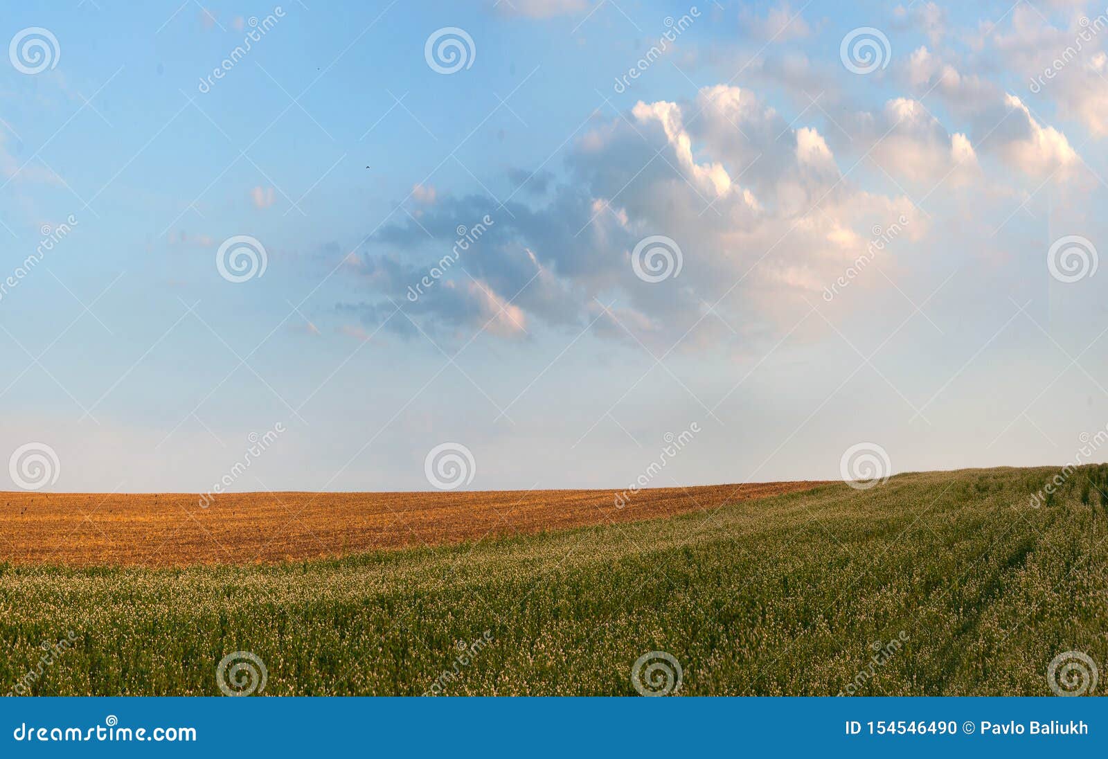 Buckwheat Field and Straw in the Evening Light and Cloud Stock Photo ...