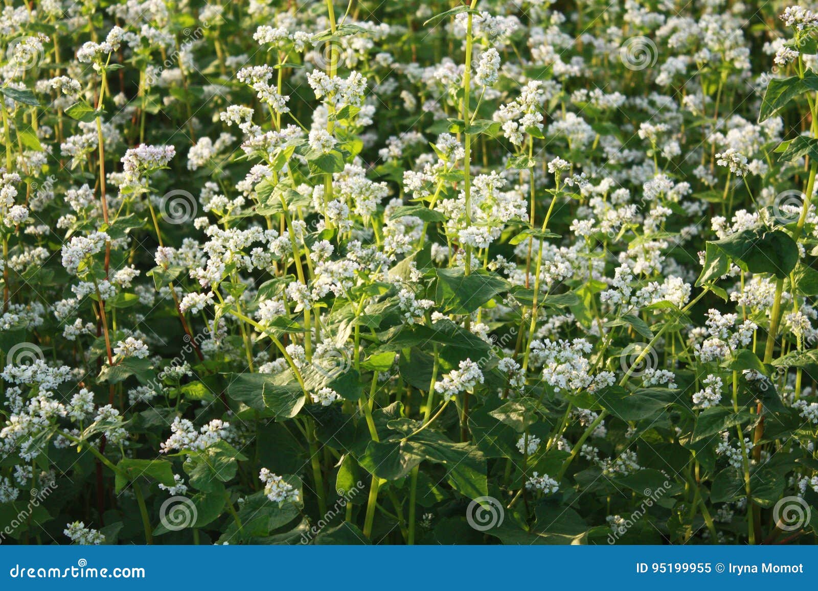 Buckwheat stock image. Image of plant, leaves, spring - 95199955