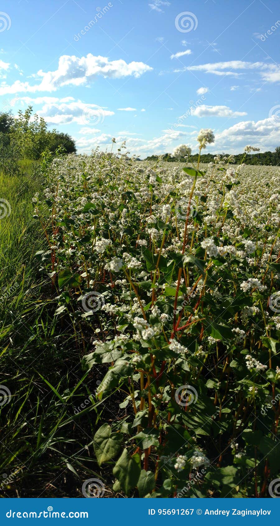 Buckwheat field. stock image. Image of agroculture, flora - 95691267