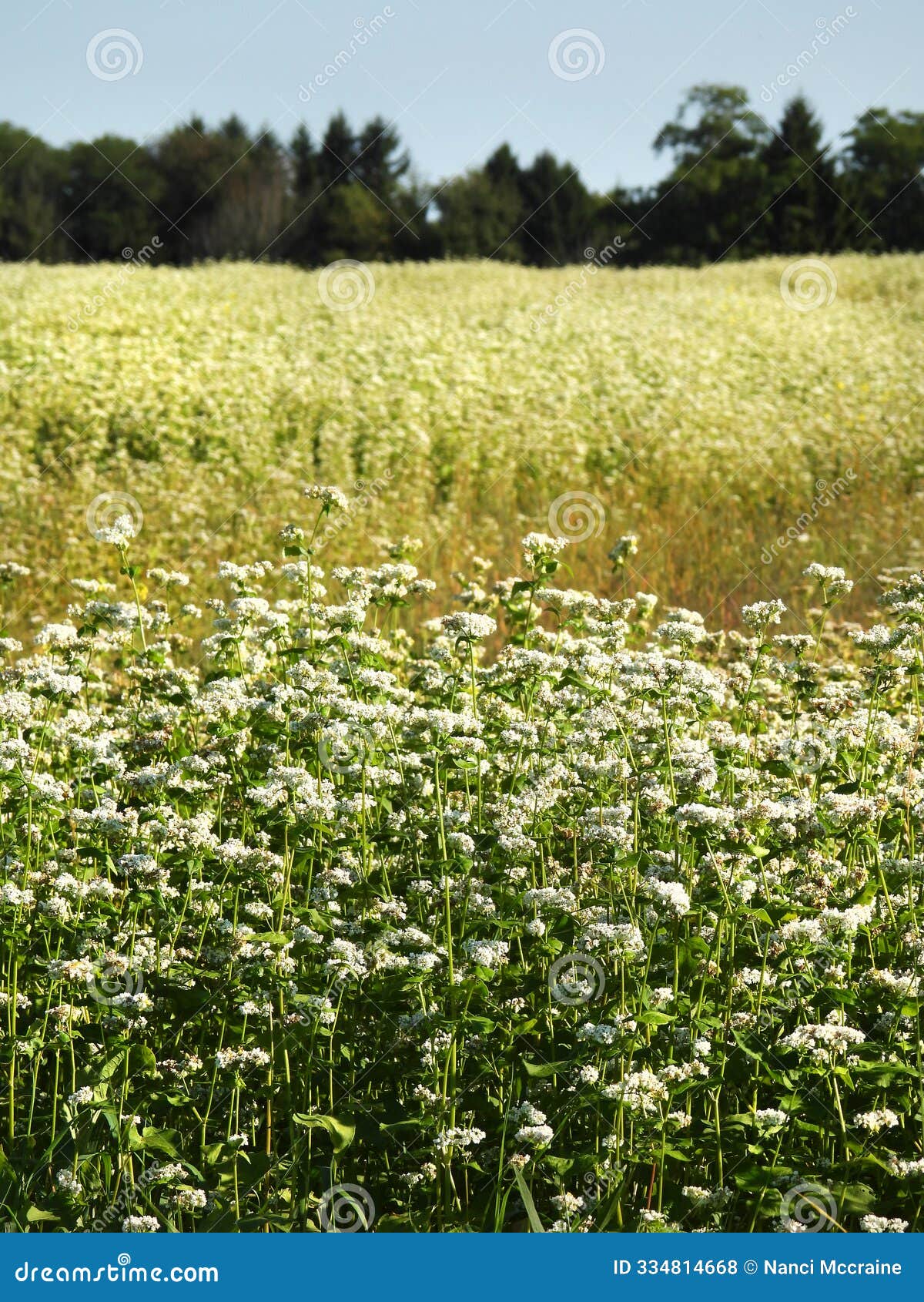 Buckwheat White Flowers Bloom in Late August Crop Field Over Owasco ...