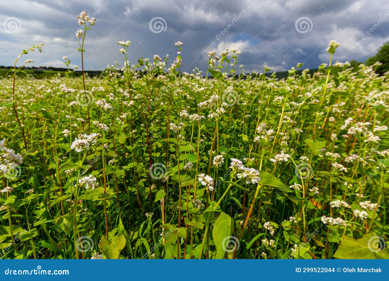 Buckwheat Flower on the Field Stock Photo - Image of agriculture ...