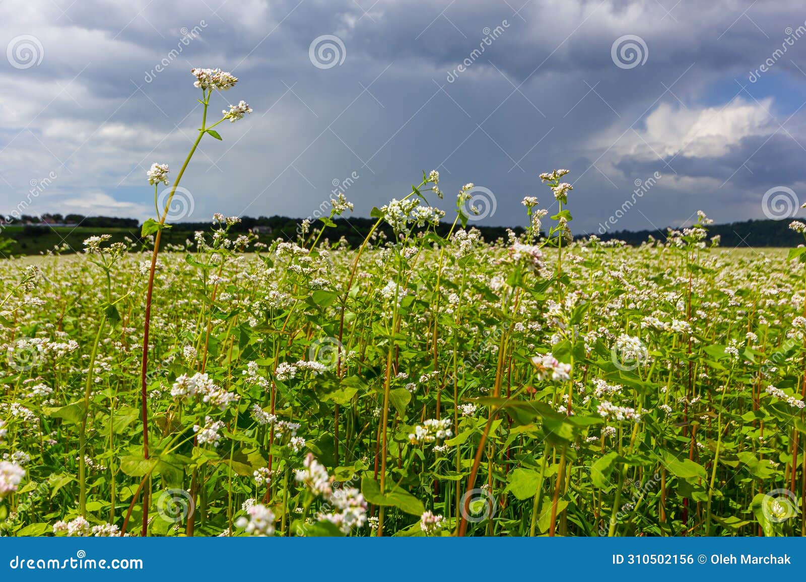 Buckwheat Flower on the Field Stock Photo - Image of green, cultivated: 310502156