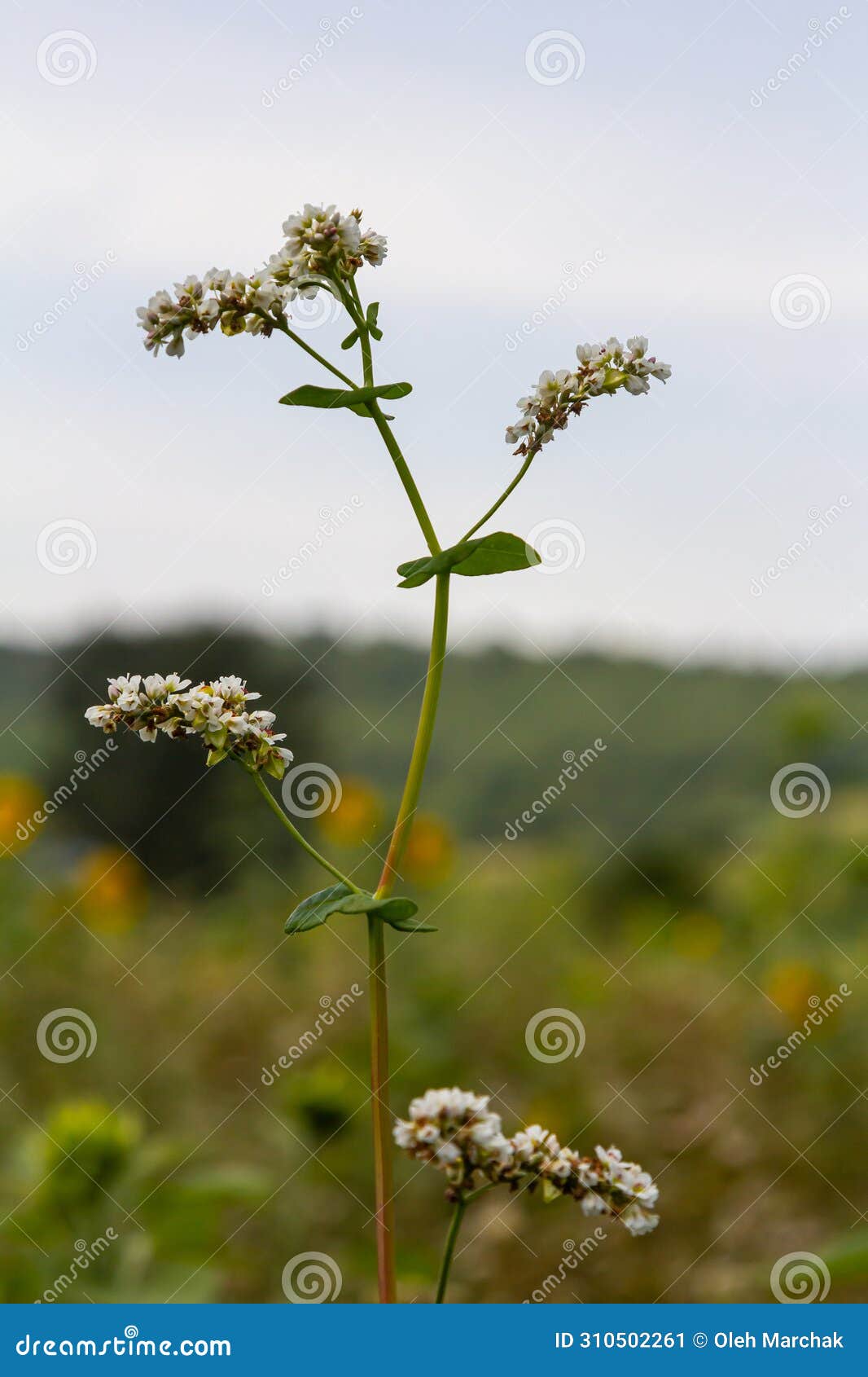 Buckwheat Flower on the Field Stock Image - Image of meadow, grain ...