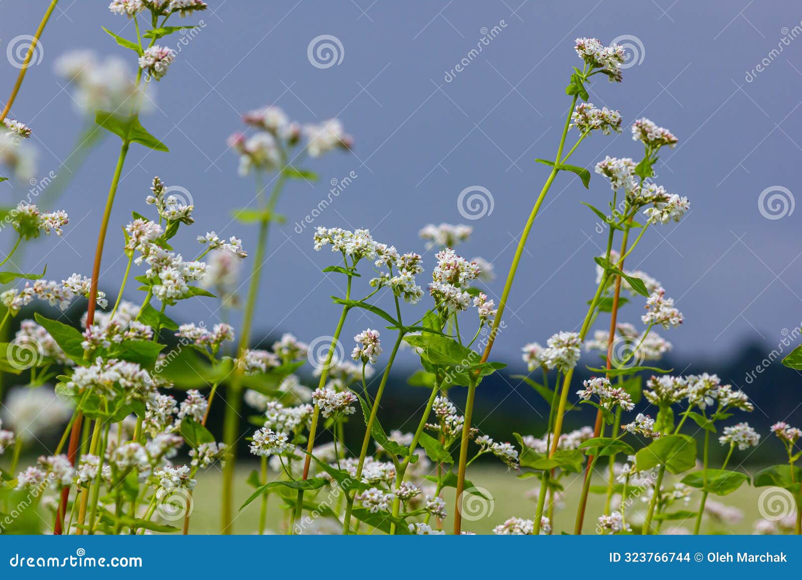 Buckwheat Flower on the Field Stock Photo - Image of yield, landscape ...