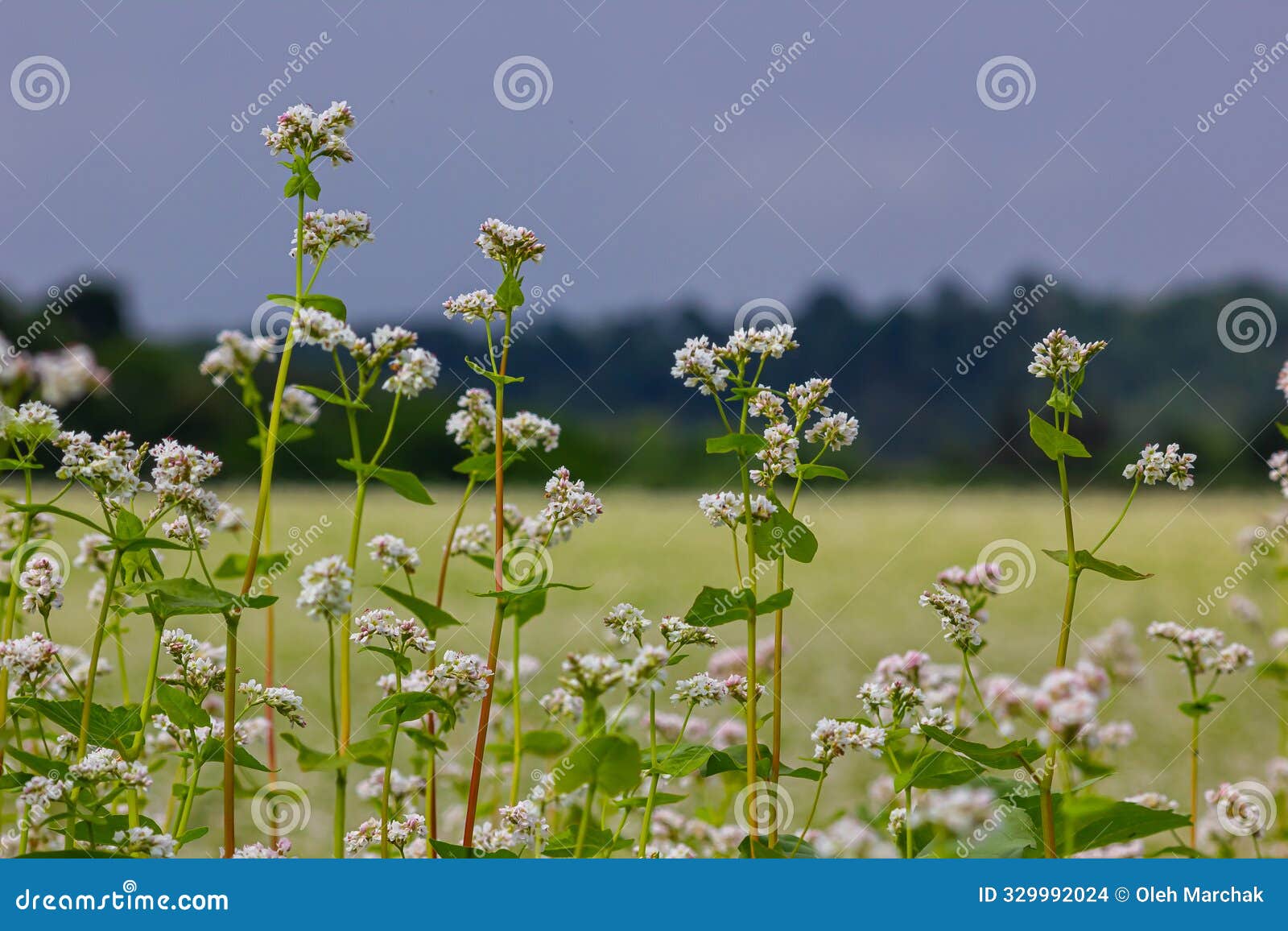 Buckwheat Flower on the Field Stock Photo - Image of cereal, food ...