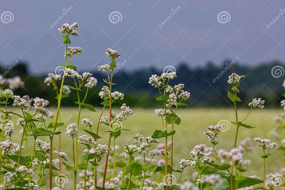 Buckwheat Flower on the Field Stock Photo - Image of cereal, food ...