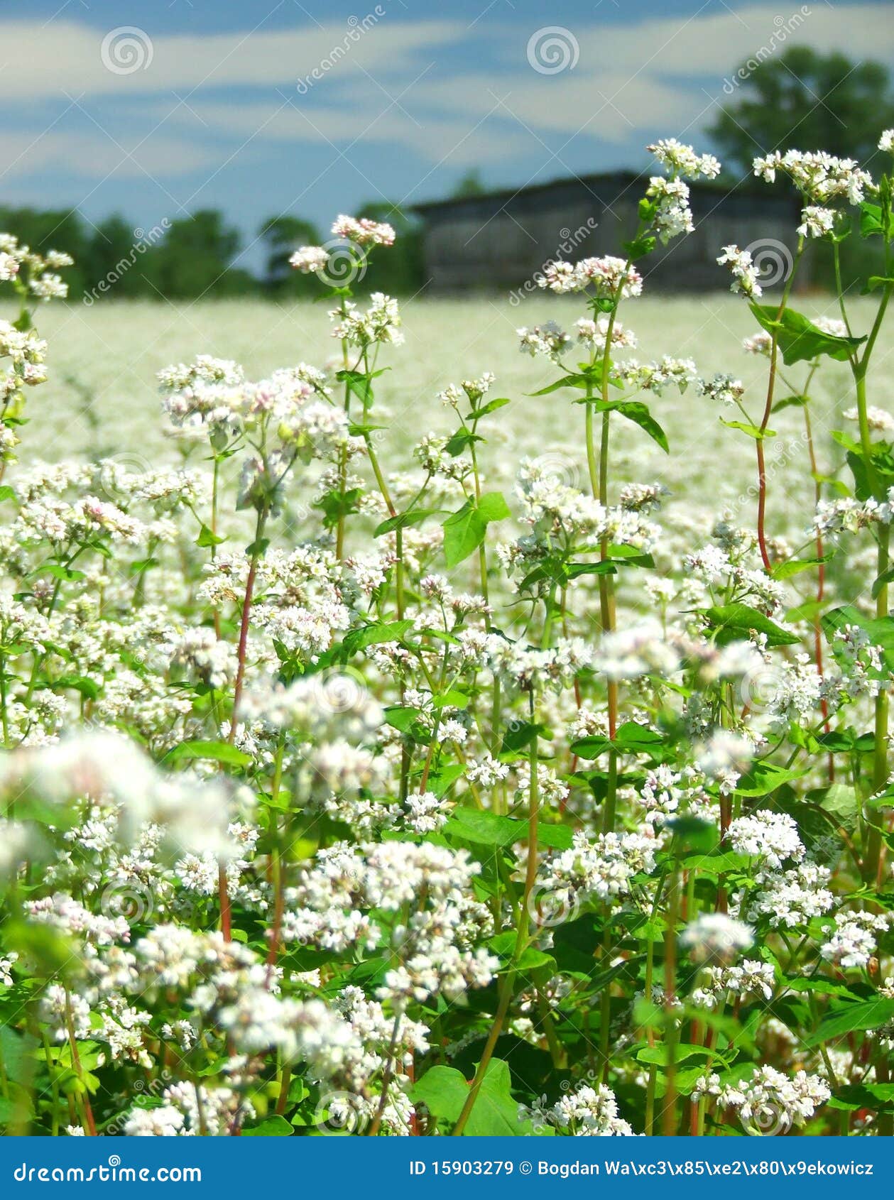 Buckwheat flowers stock image. Image of flower, green - 15903279