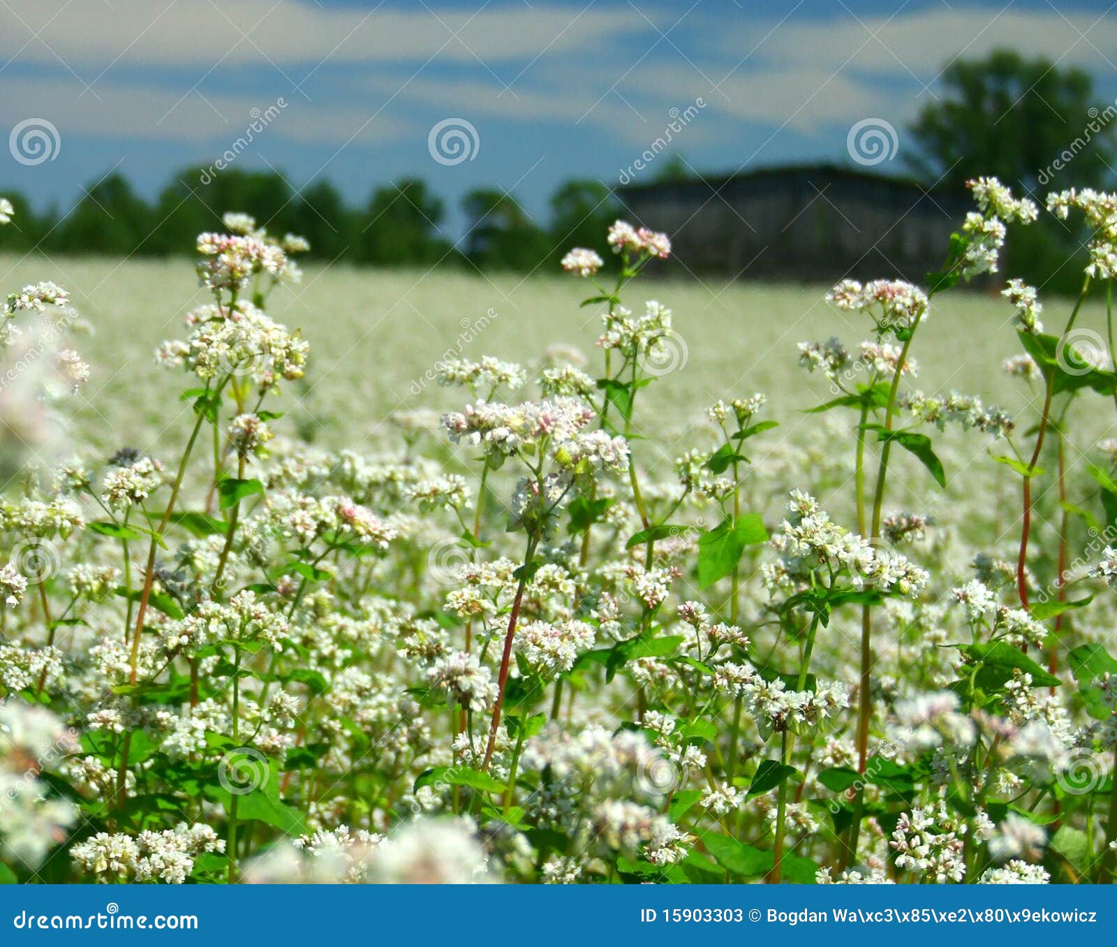 Buckwheat flowers stock image. Image of nature, bloom - 15903303