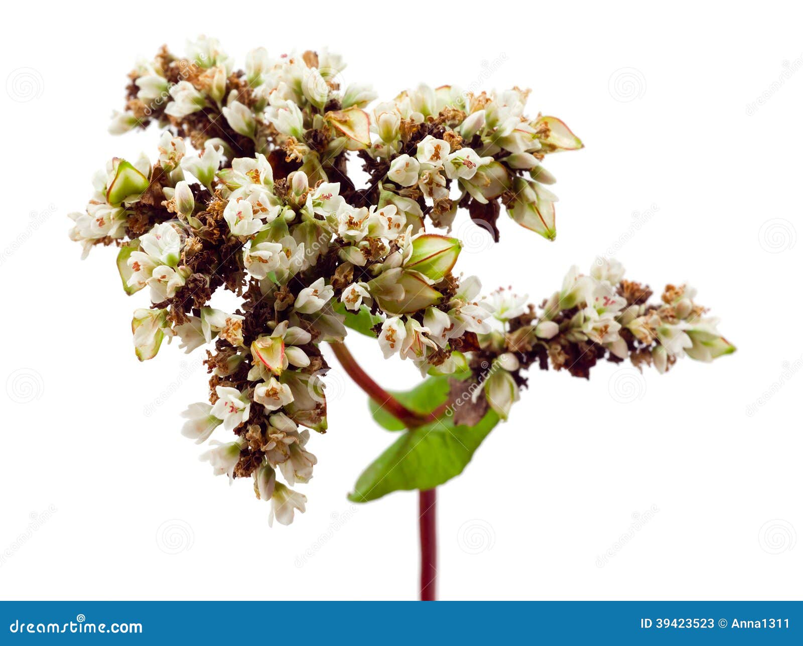 Buckwheat. Flowers and Grains Isolated on White Stock Image - Image of ...