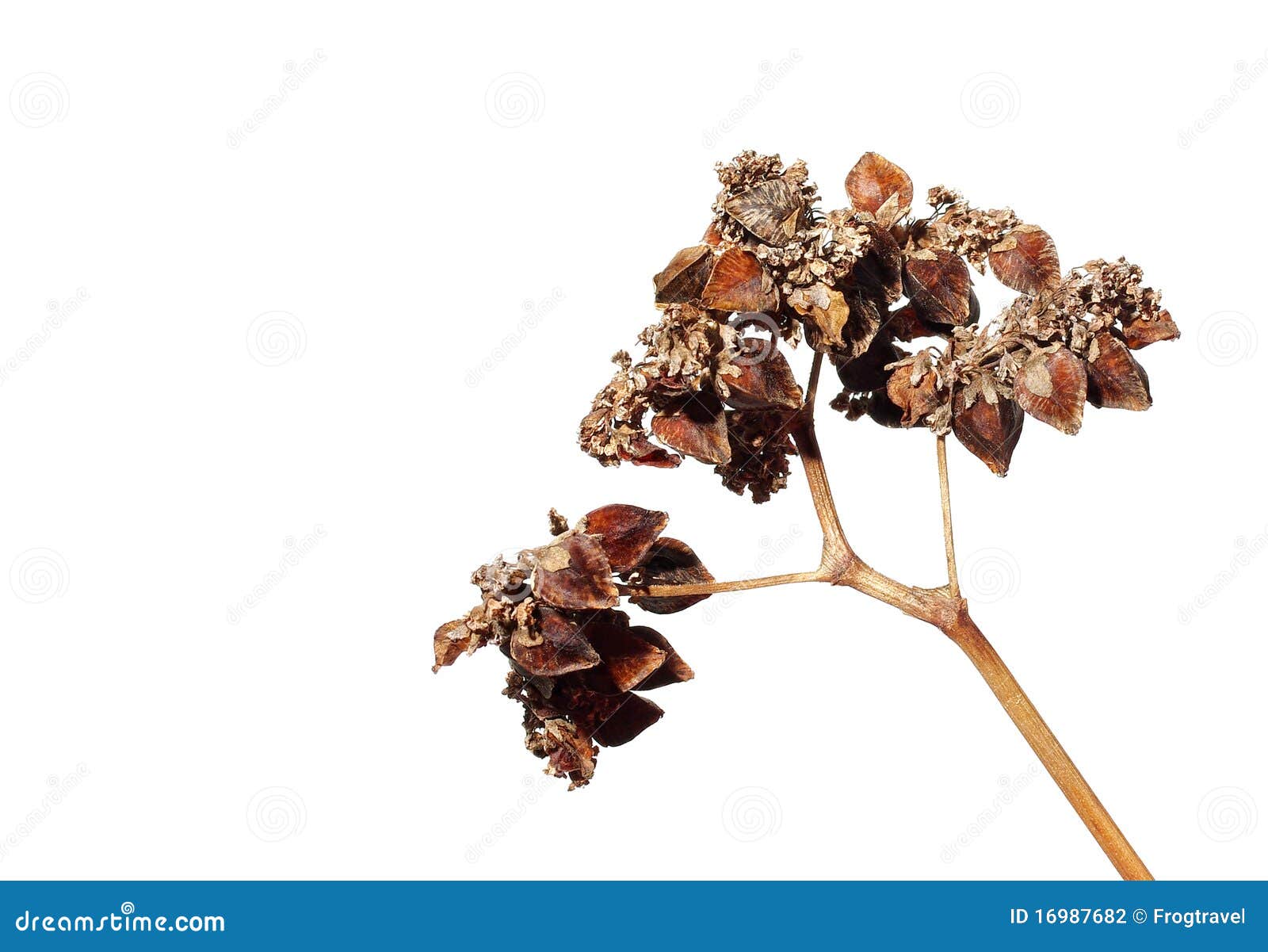 Buckwheat isolated stock photo. Image of buckwheat, healthy - 16987682
