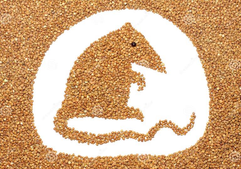 Buckwheat mouse stock image. Image of wheaten, view, wheat - 3783923