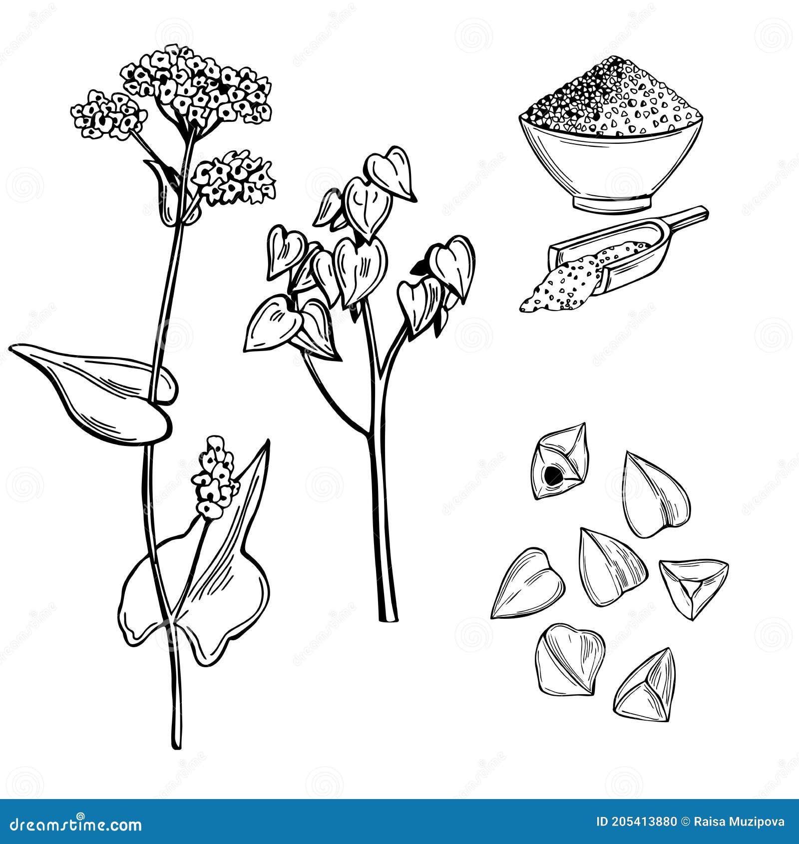 Buckwheat Plant Oil Painting Illustration. | CartoonDealer.com #115801015