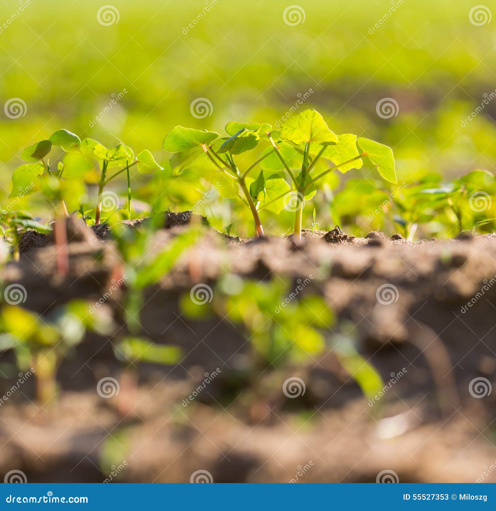 Buckwheat Sprouts Growing on Field Stock Image - Image of grain ...