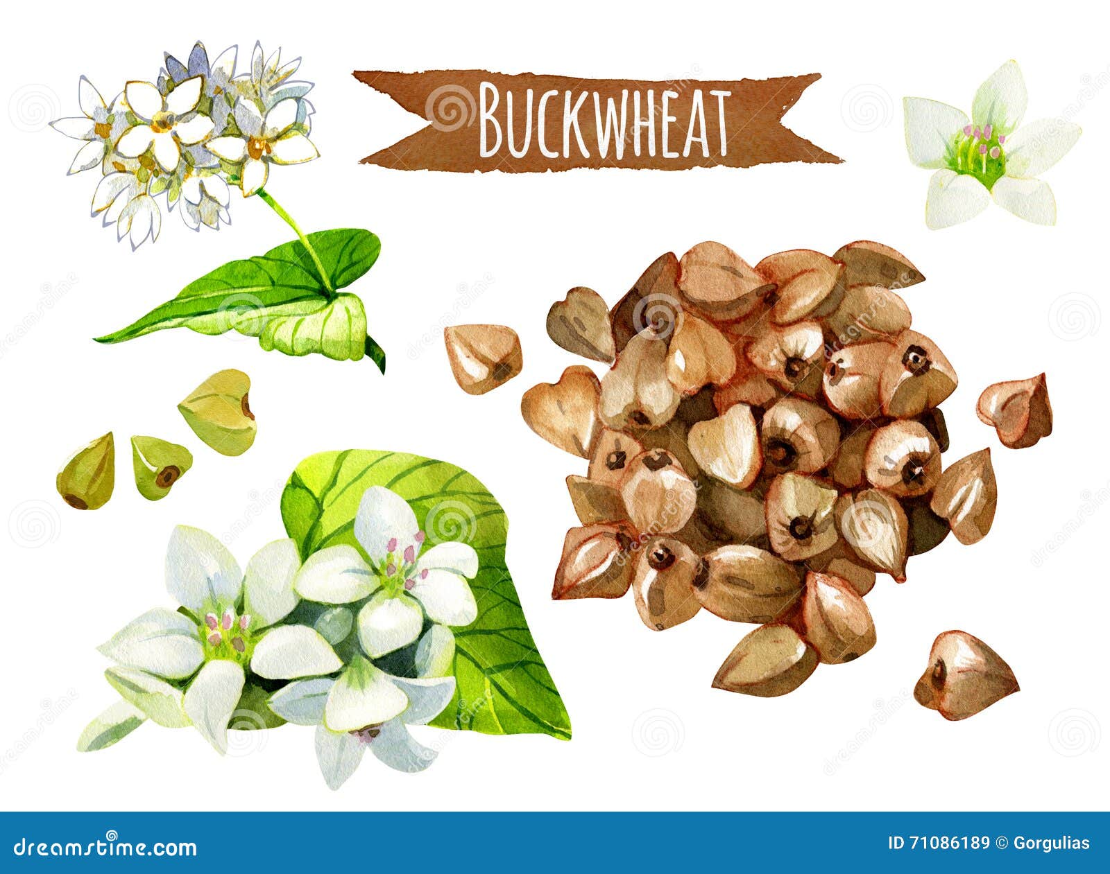 Buckwheat, Watercolor Set, Clipping Paths Included Stock Image ...
