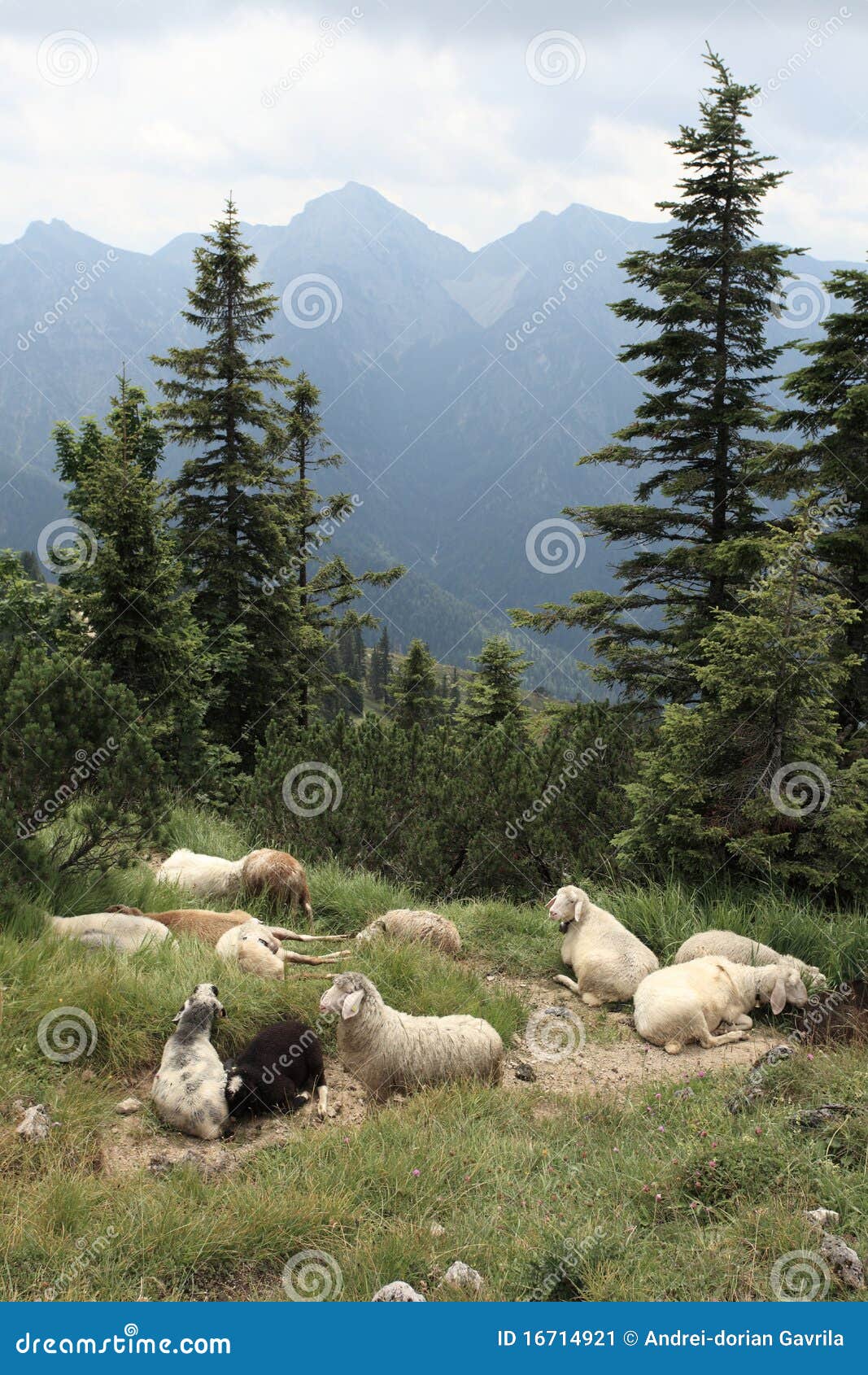 Bucolic Bavarian Landscape stock image. Image of pine - 16714921