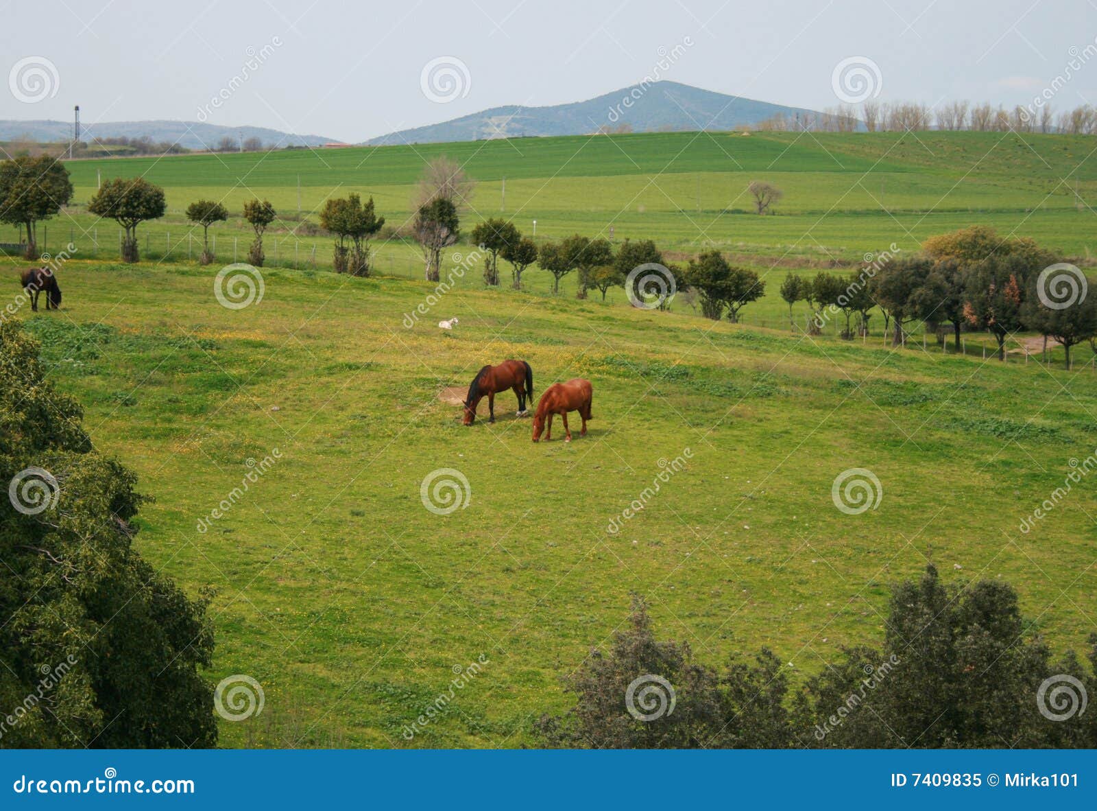 Bucolic landscape stock image. Image of landascapes, clearing - 7409835