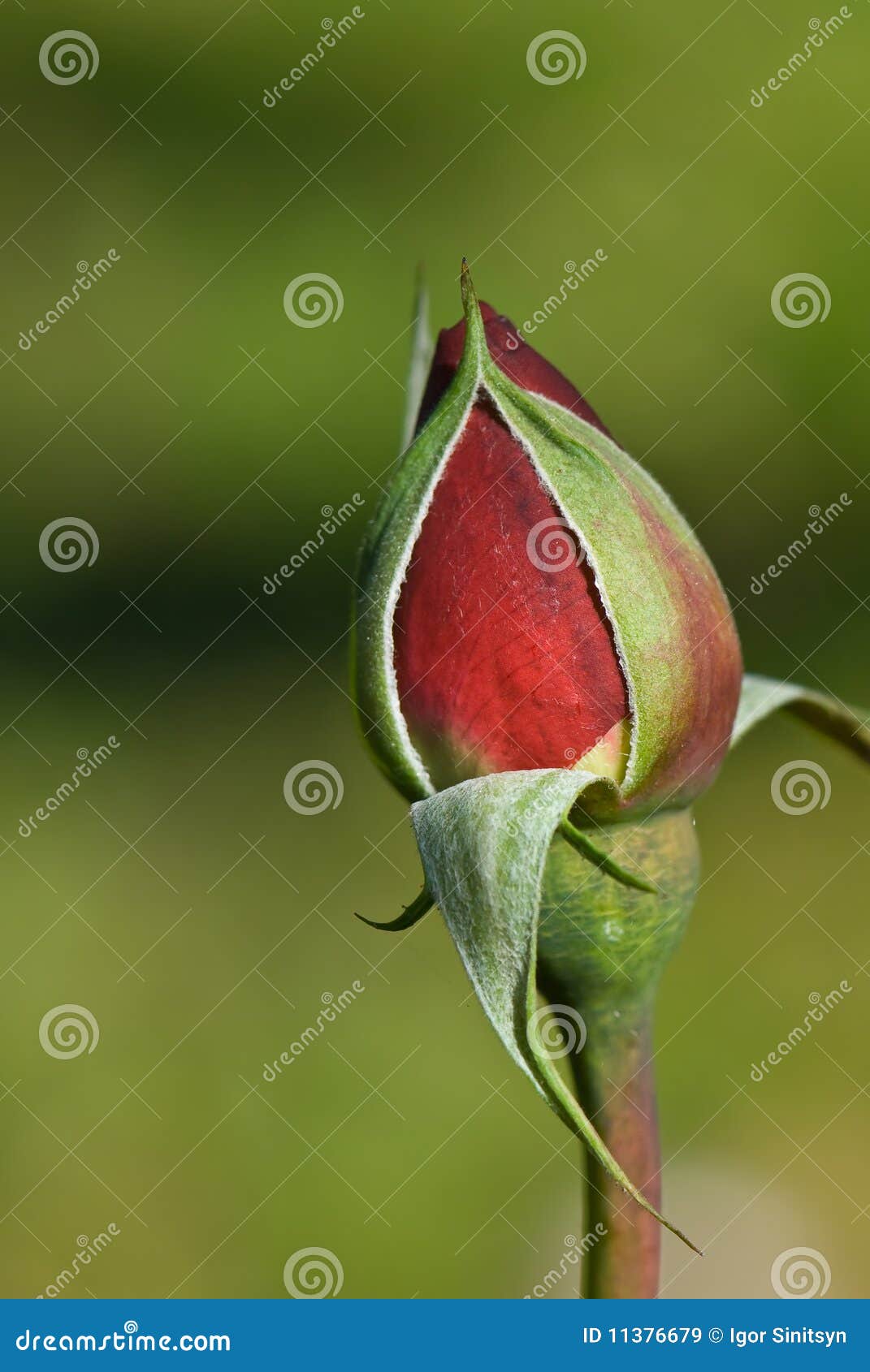 Bud stock image. Image of beatiful, closed, nature, macro - 11376679