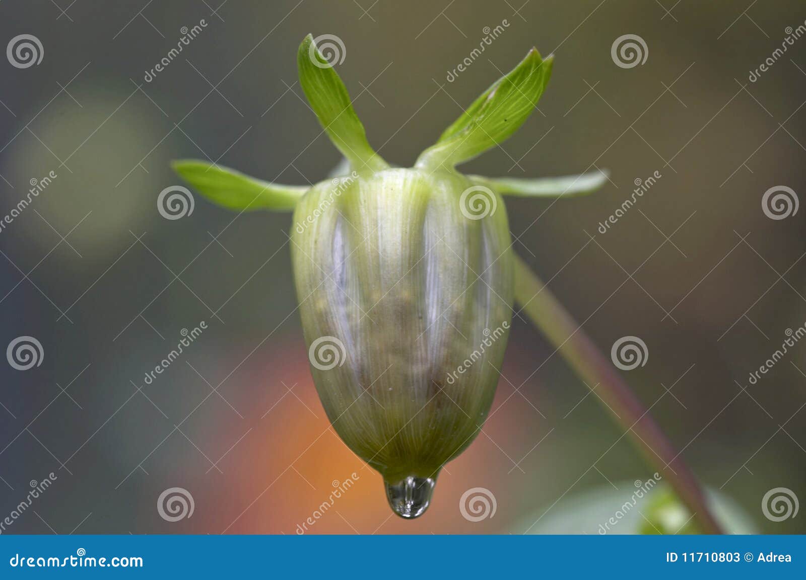 Macro of a flower bud stock image. Image of garden, botanic - 11710803