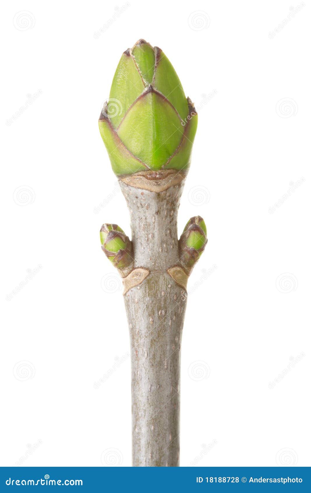 Bud stock photo. Image of branch, natural, twig, fresh - 18188728
