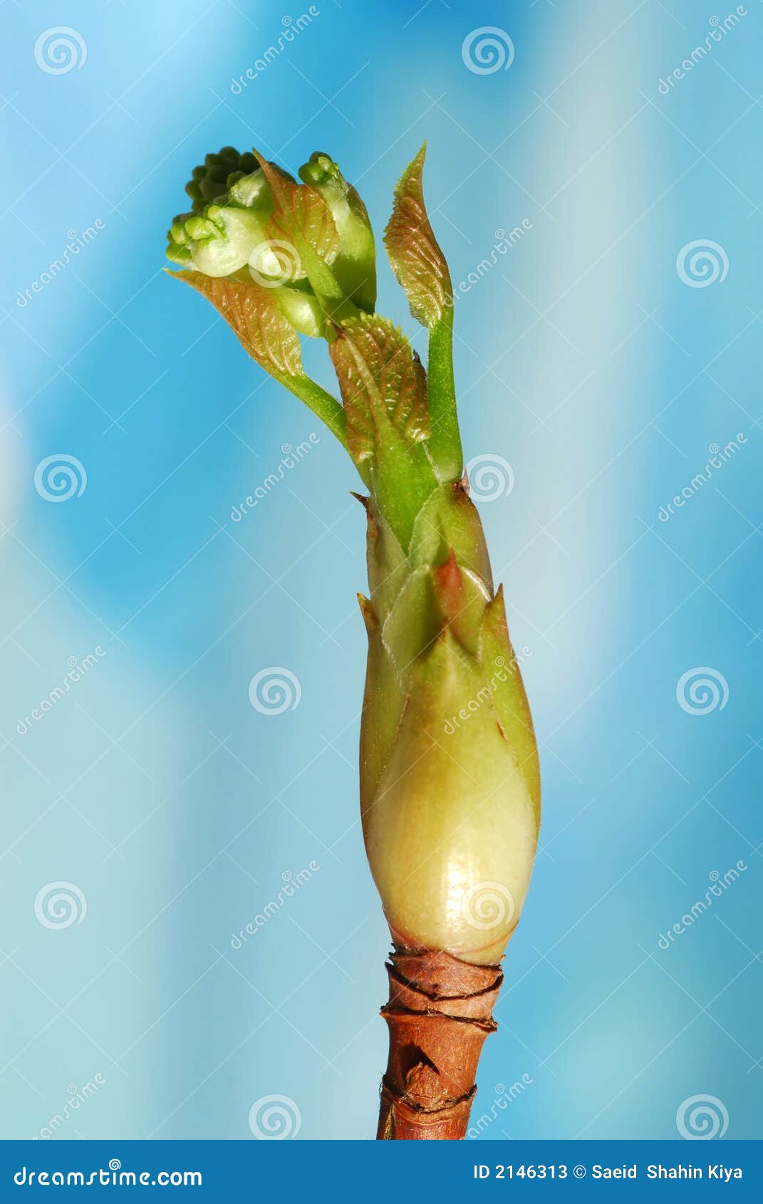 Bud stock image. Image of beautiful, meadow, fine, desktop - 2146313