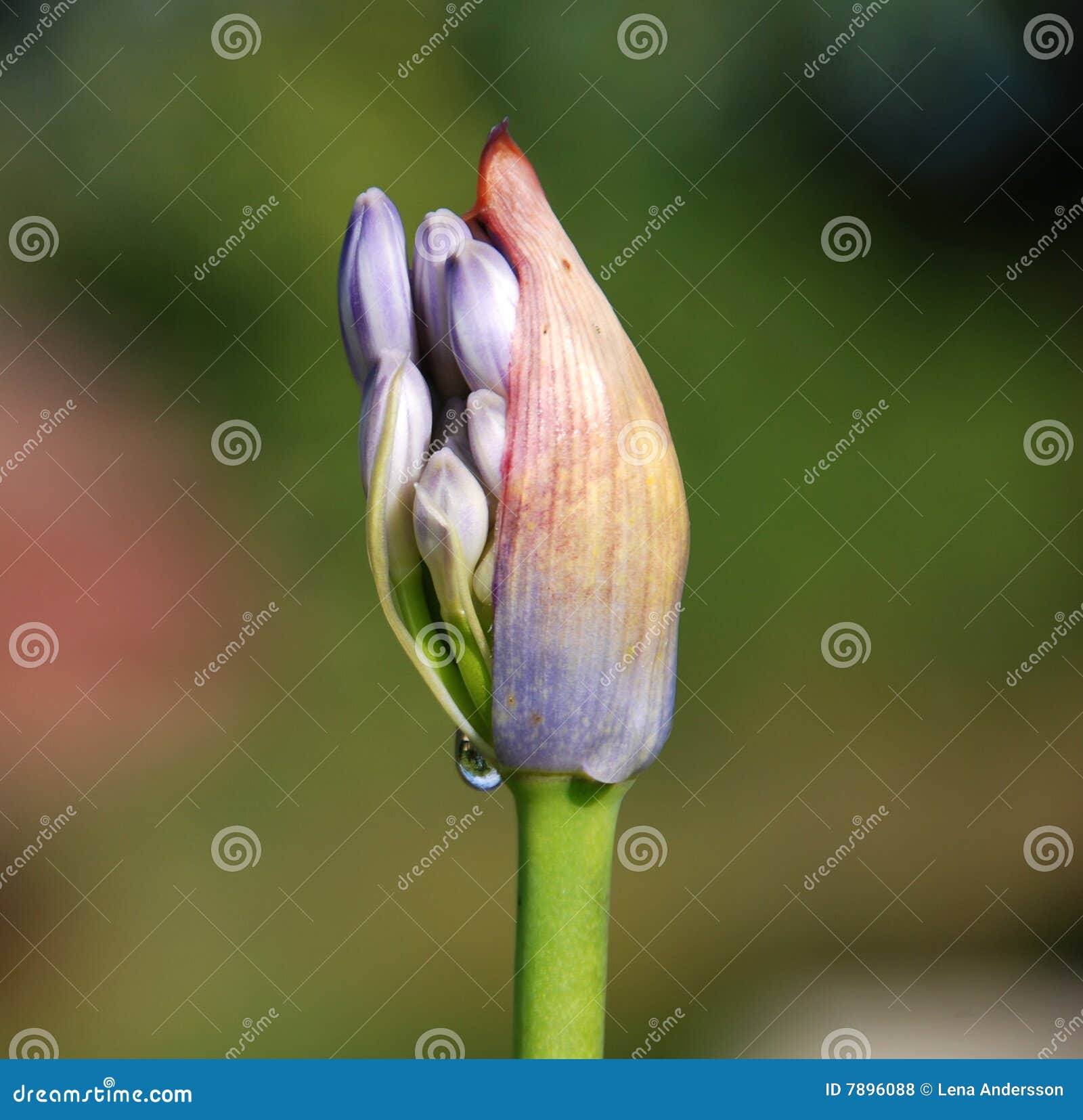 Bud stock photo. Image of blossom, botanical, flower, botany - 7896088
